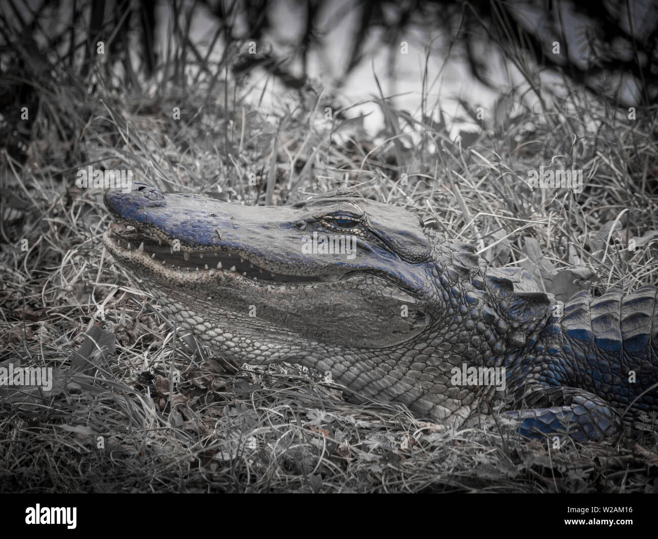 The creation of the kingdom of animals hi-res stock photography and ...