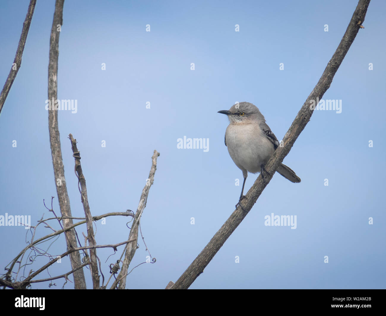 cute little Northern mockingbird Stock Photo - Alamy