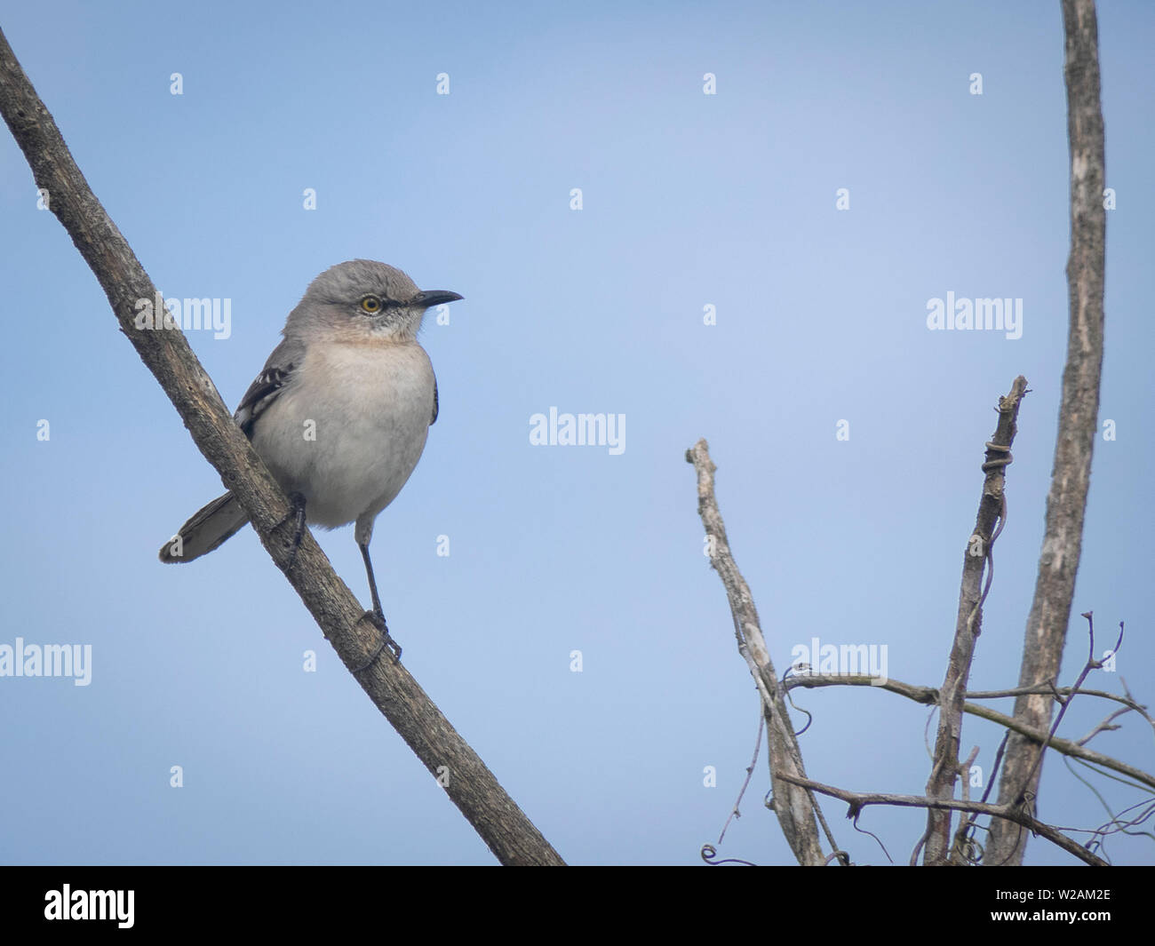 cute little Northern mockingbird Stock Photo - Alamy