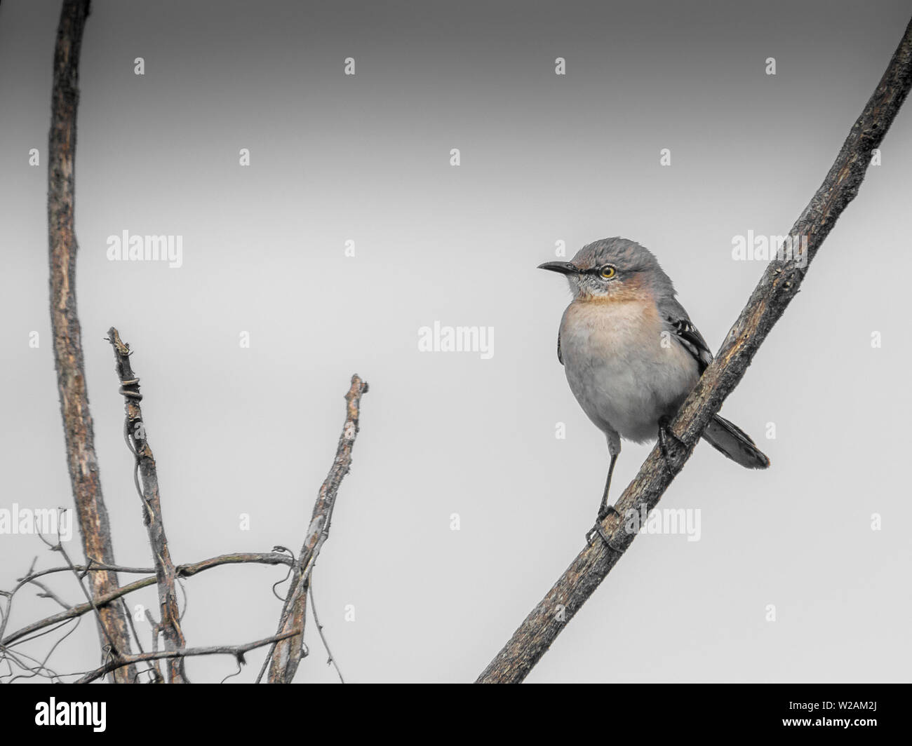 cute little Northern mockingbird Stock Photo - Alamy