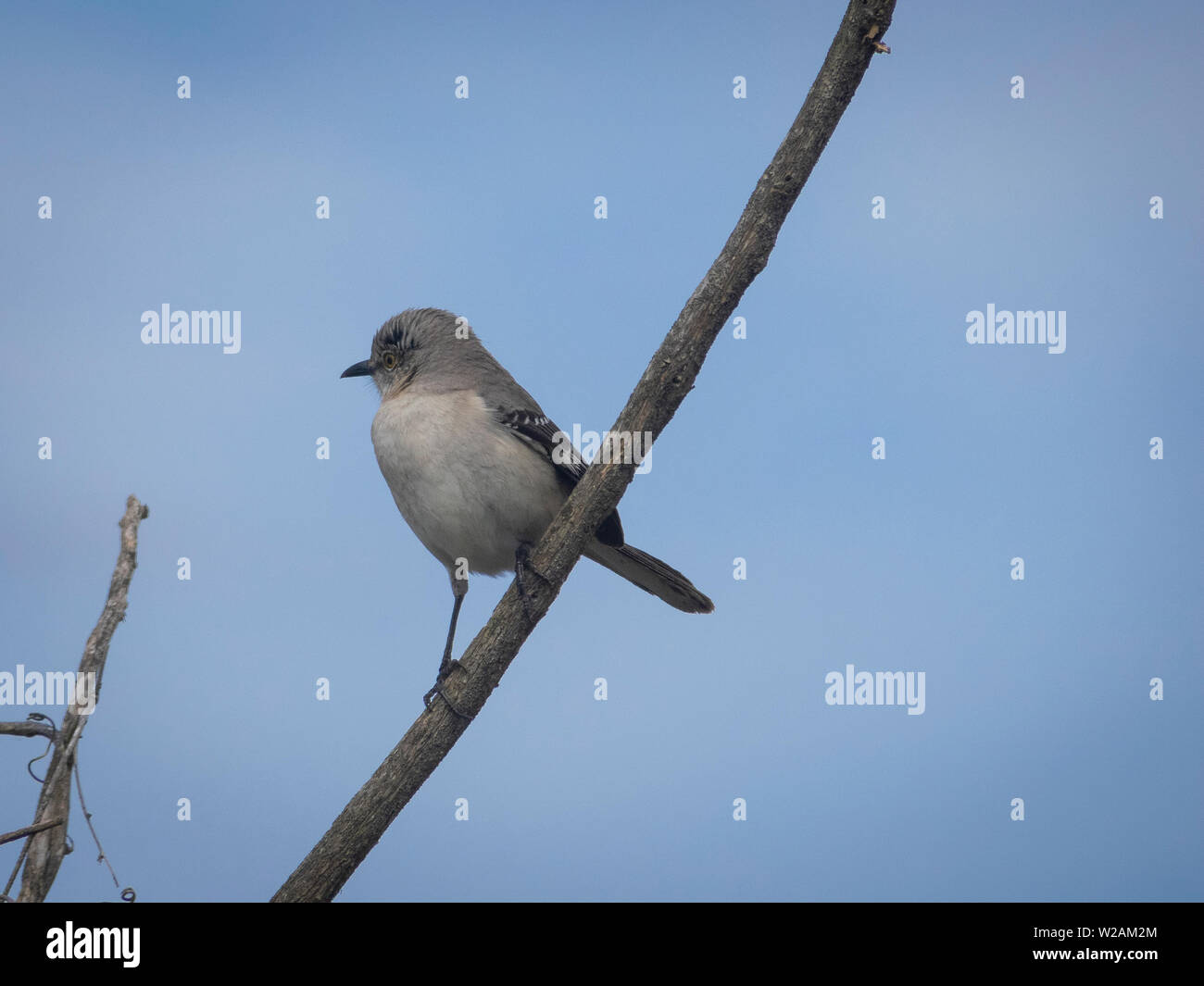 cute little Northern mockingbird Stock Photo - Alamy