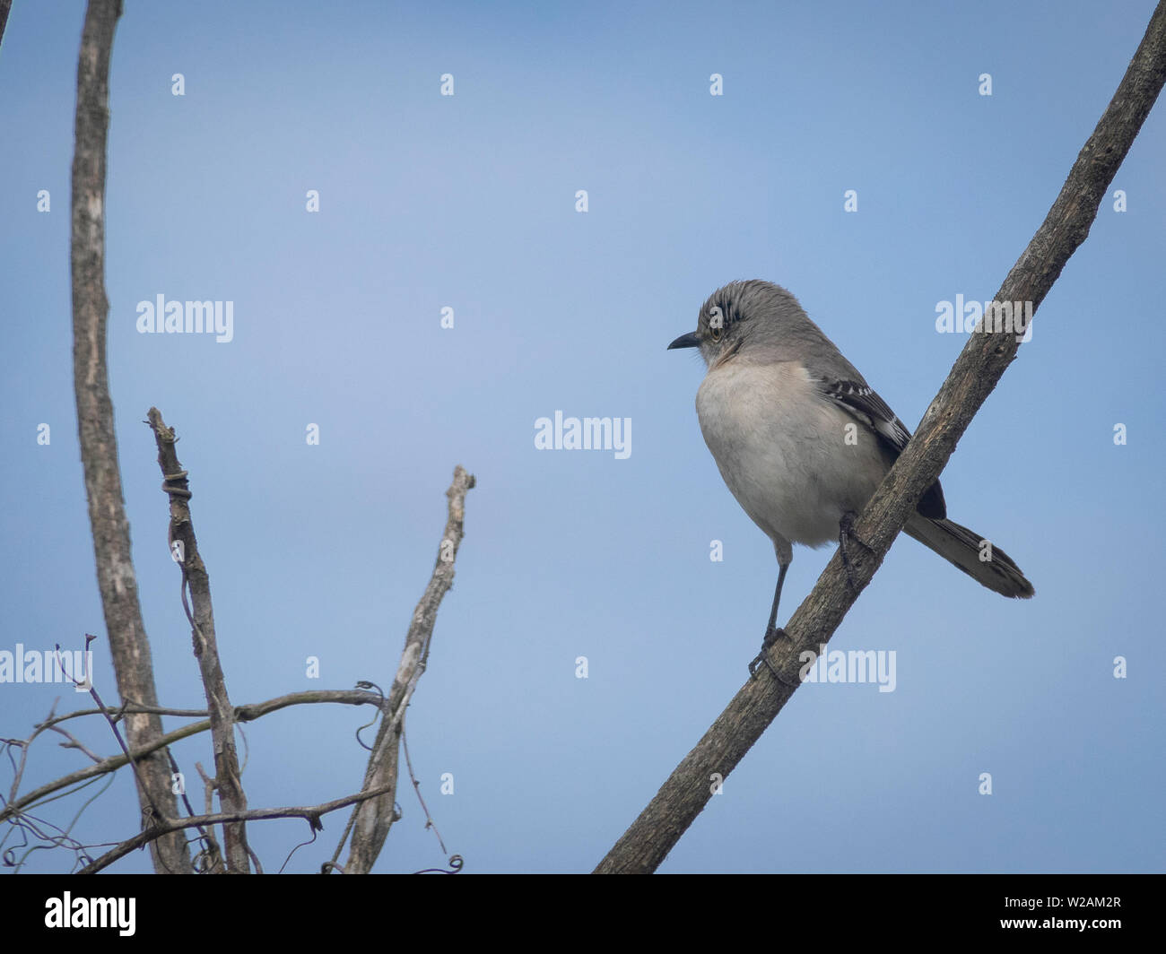 cute little Northern mockingbird Stock Photo - Alamy