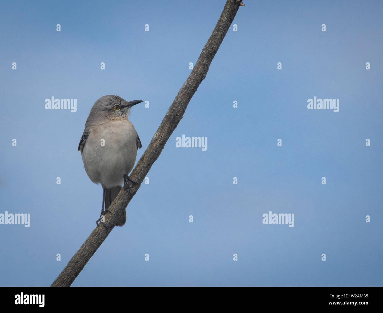 cute little Northern mockingbird Stock Photo - Alamy