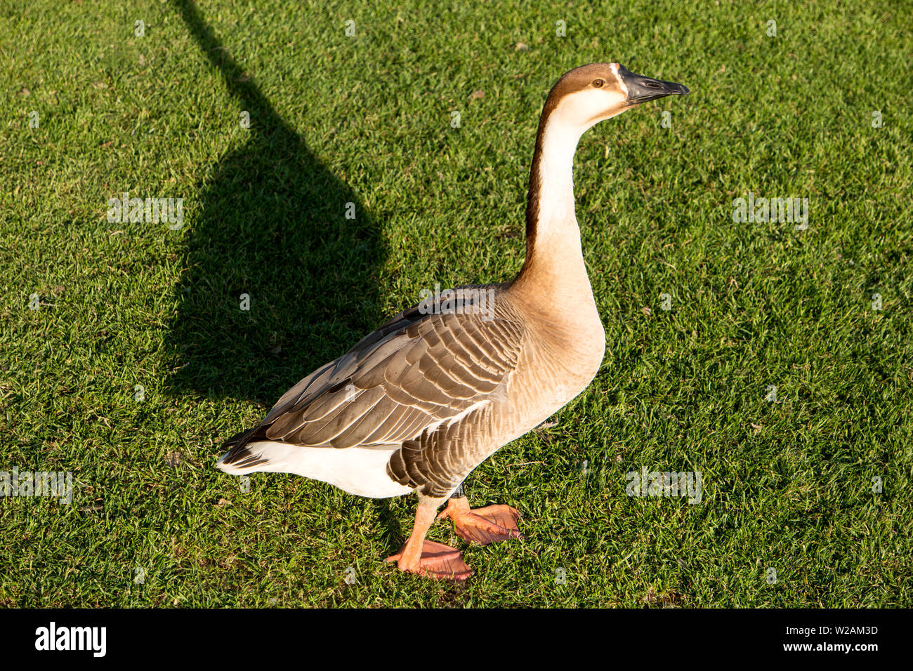 Swan geese Anser cygnoides in Heidelberg near the Neckarwiese in ...