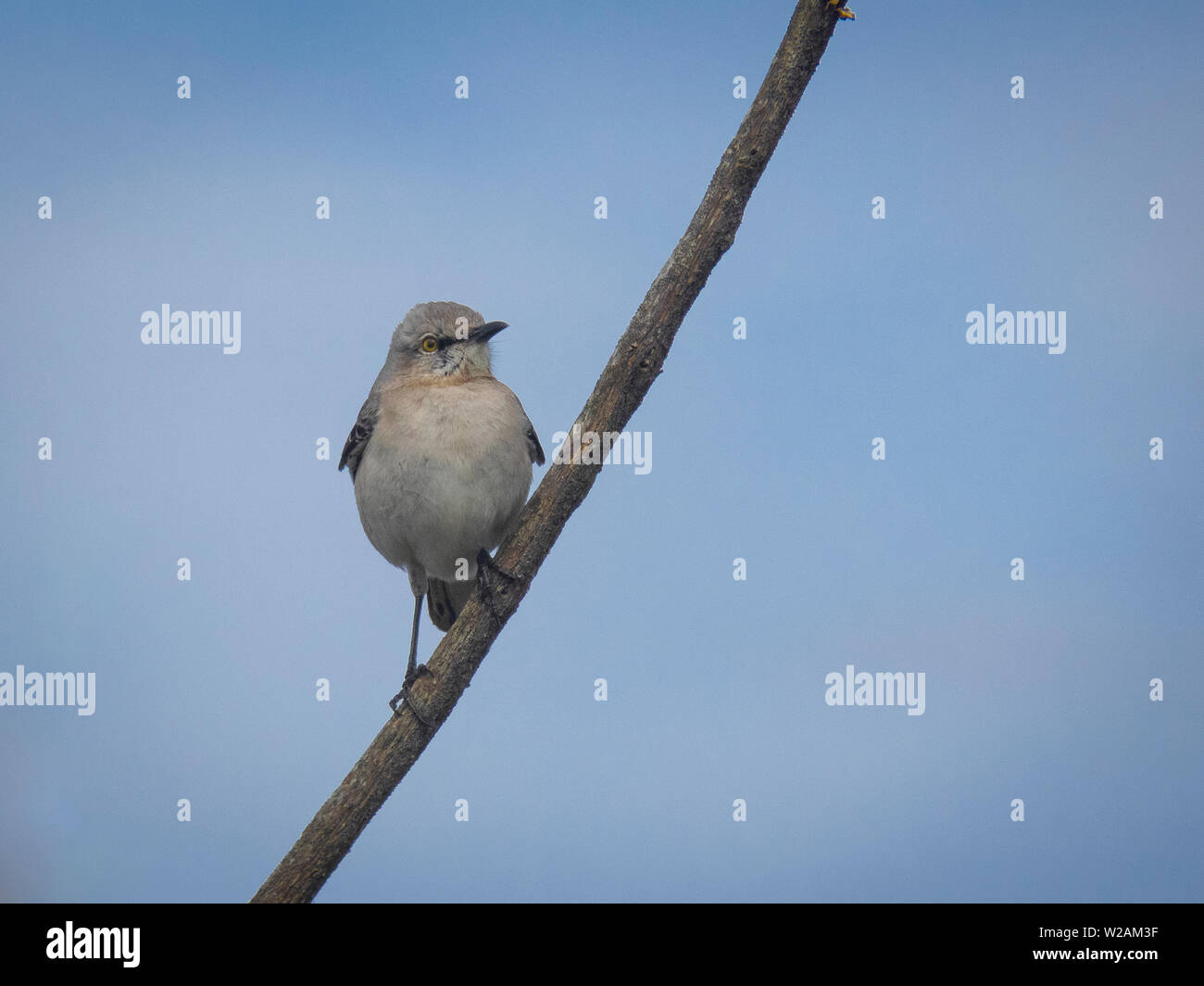 Juvenile Mockingbird High Resolution Stock Photography and Images - Alamy