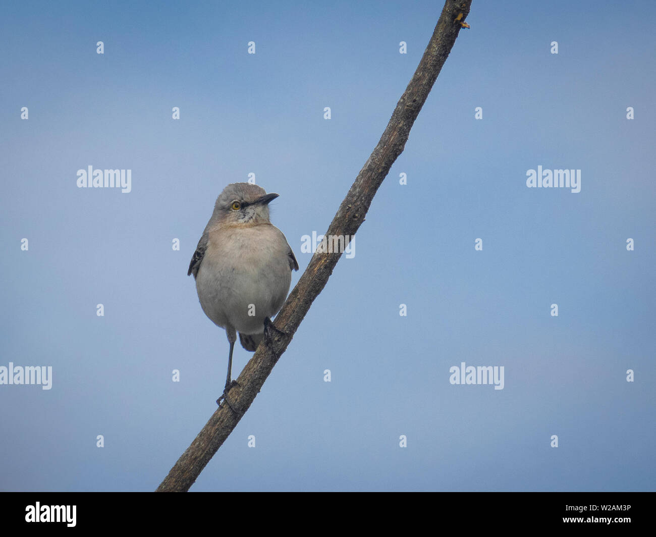 Georgia mockingbird hi-res stock photography and images - Alamy