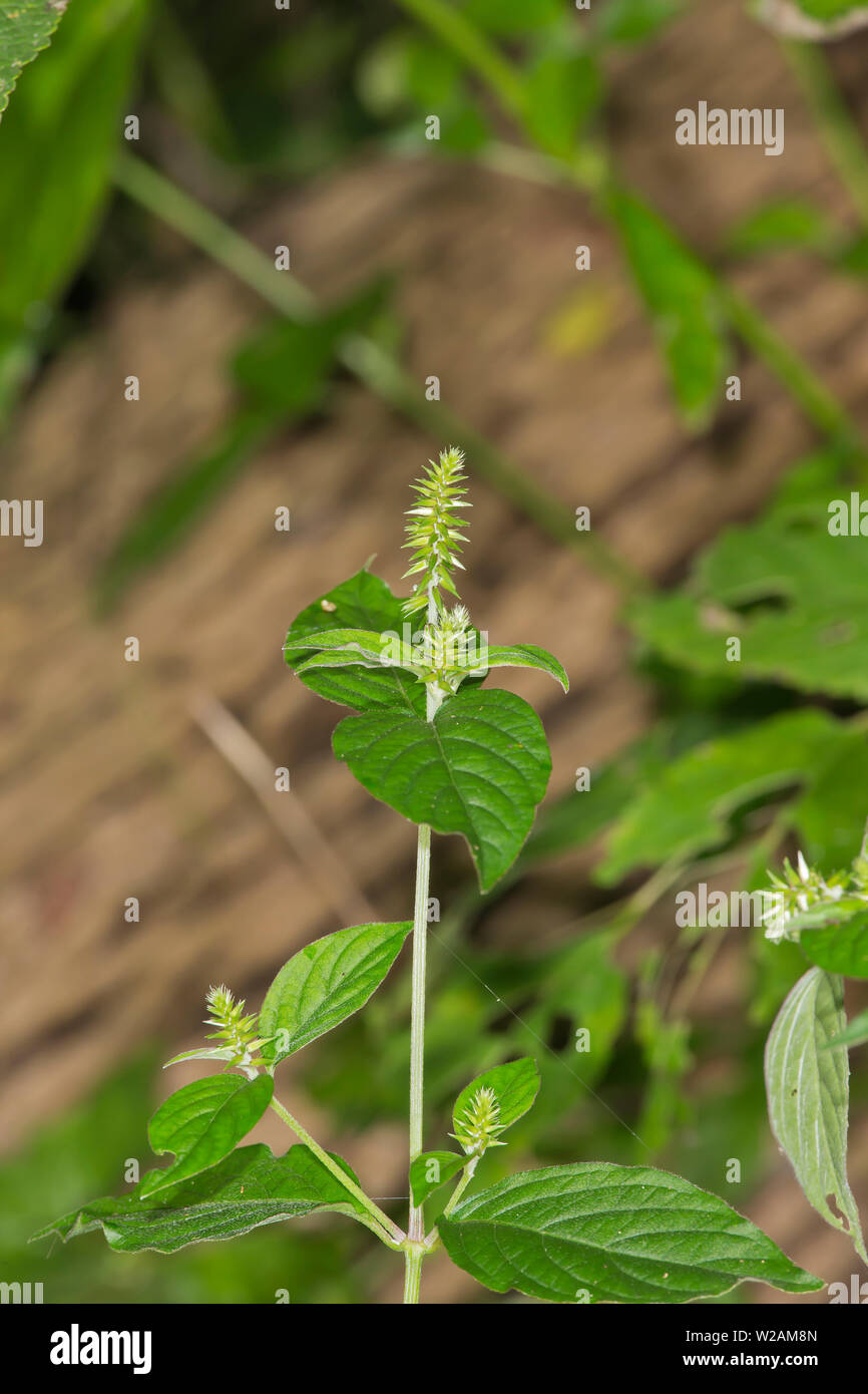 Chaff High Resolution Stock Photography and Images - Alamy