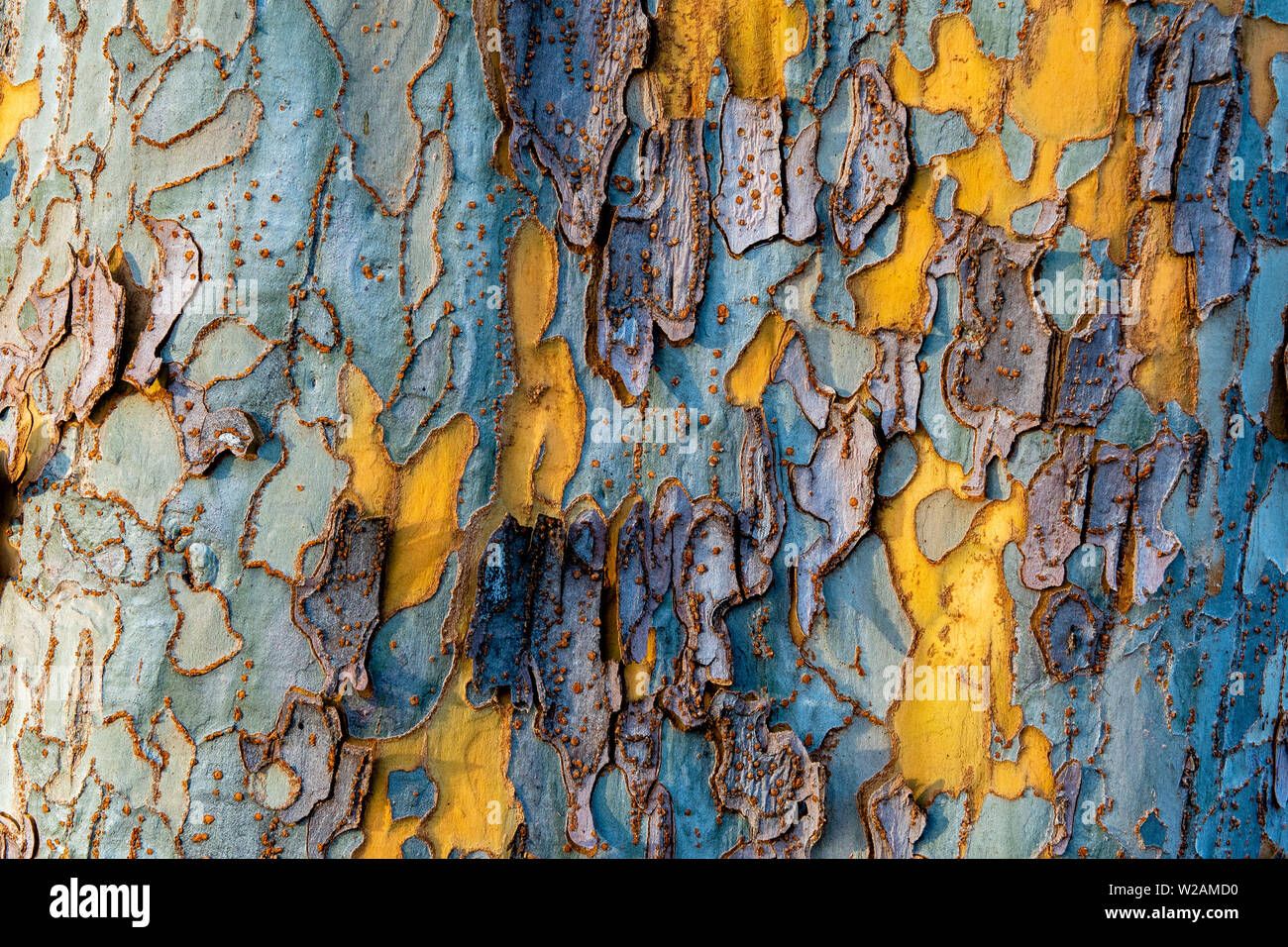 The bark of a sycamore tree displaying the colors yellow, blue and ...