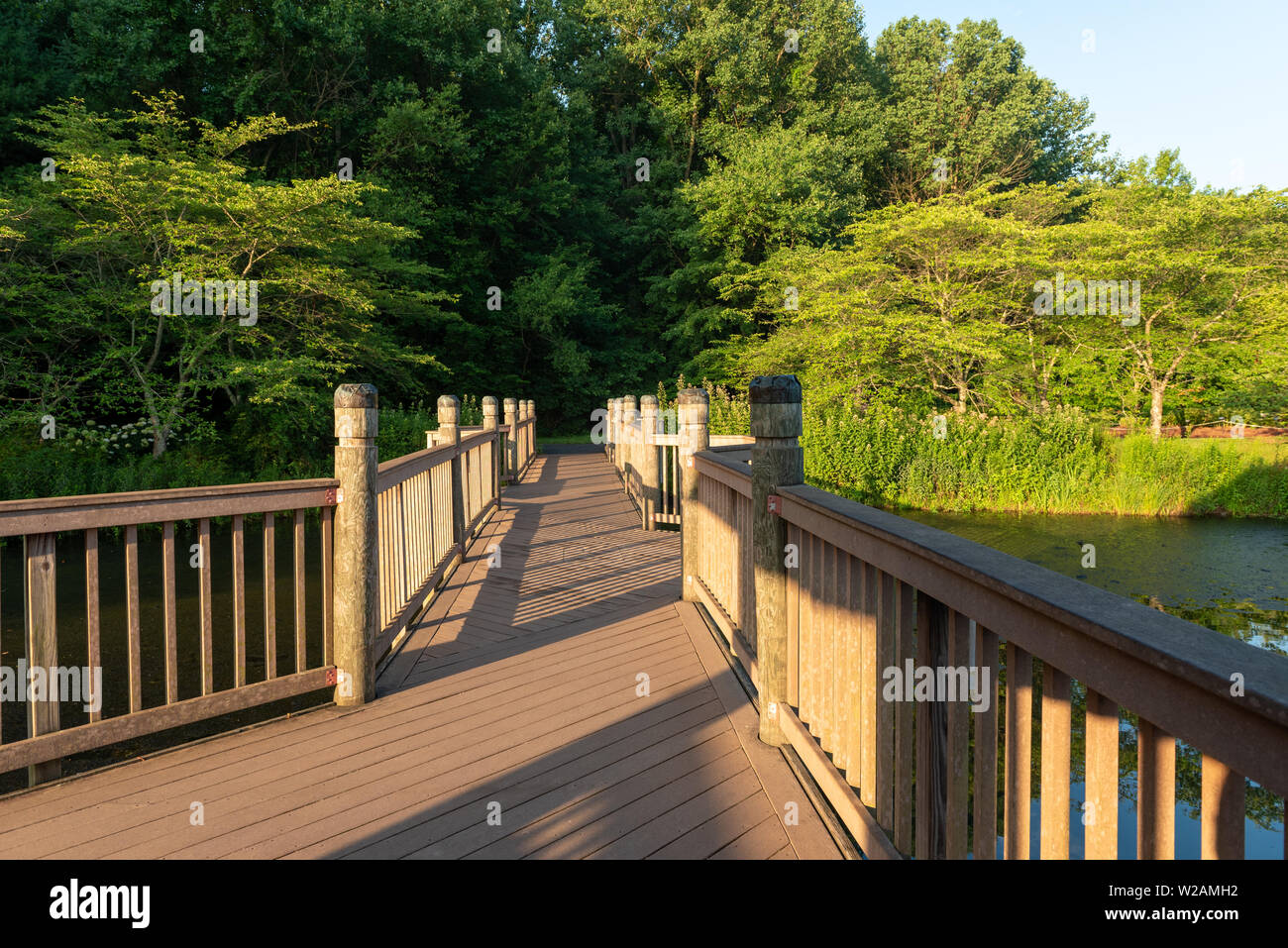 Early morning photo of a wooden pathway over water to a garden. wooded ...