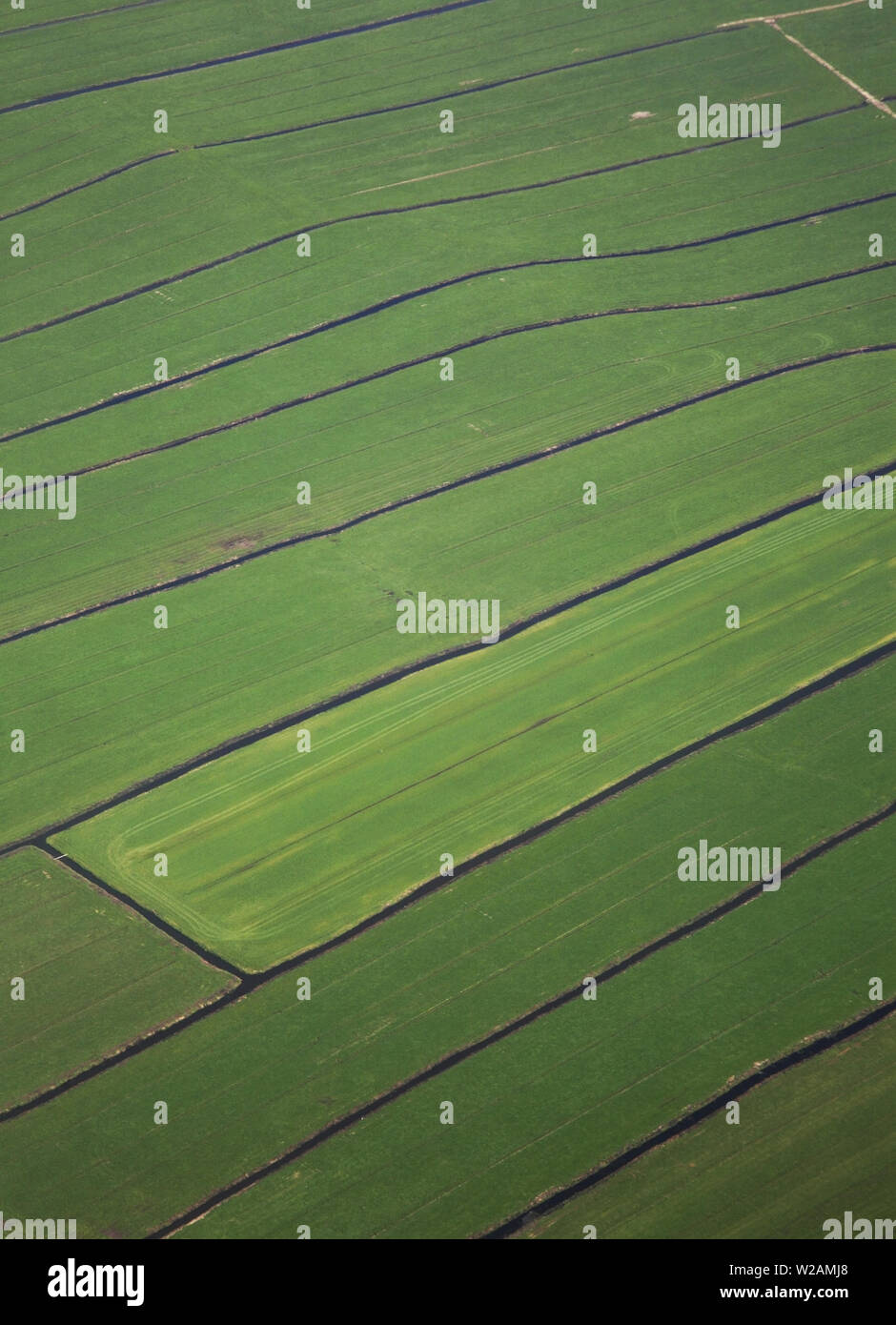 Field near Amsterdam. Netherlands Stock Photo - Alamy