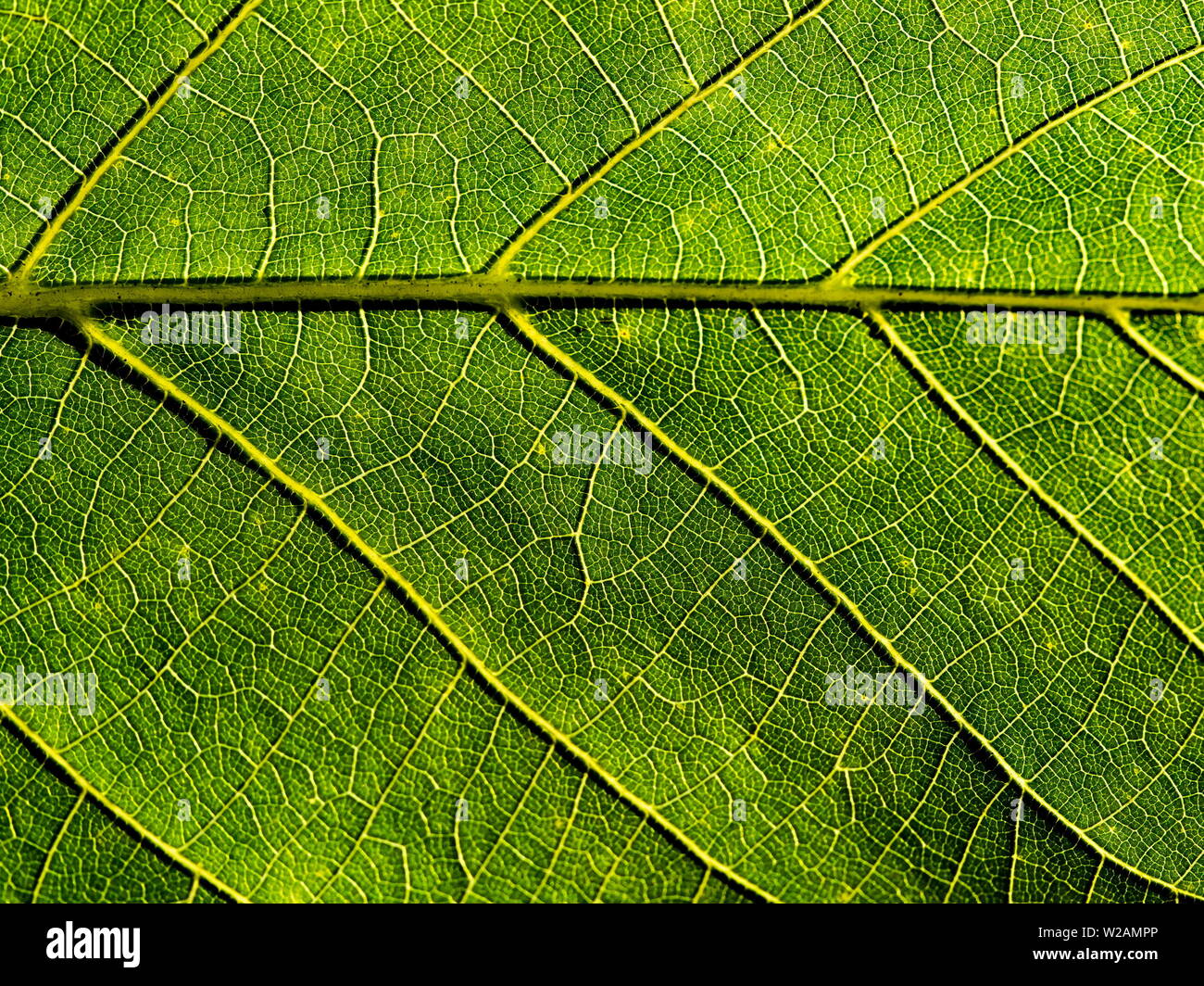 bright green leaf details macro photography Stock Photo - Alamy