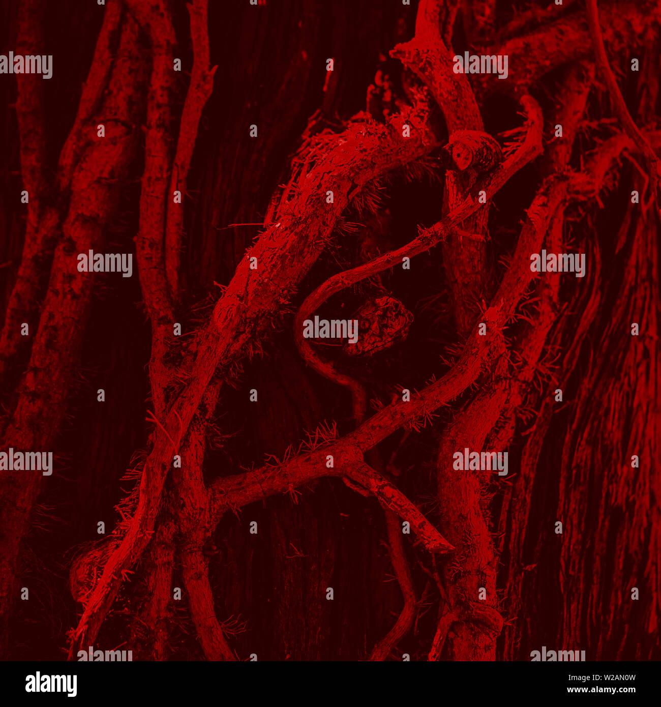 Red bark tree hi-res stock photography and images - Alamy