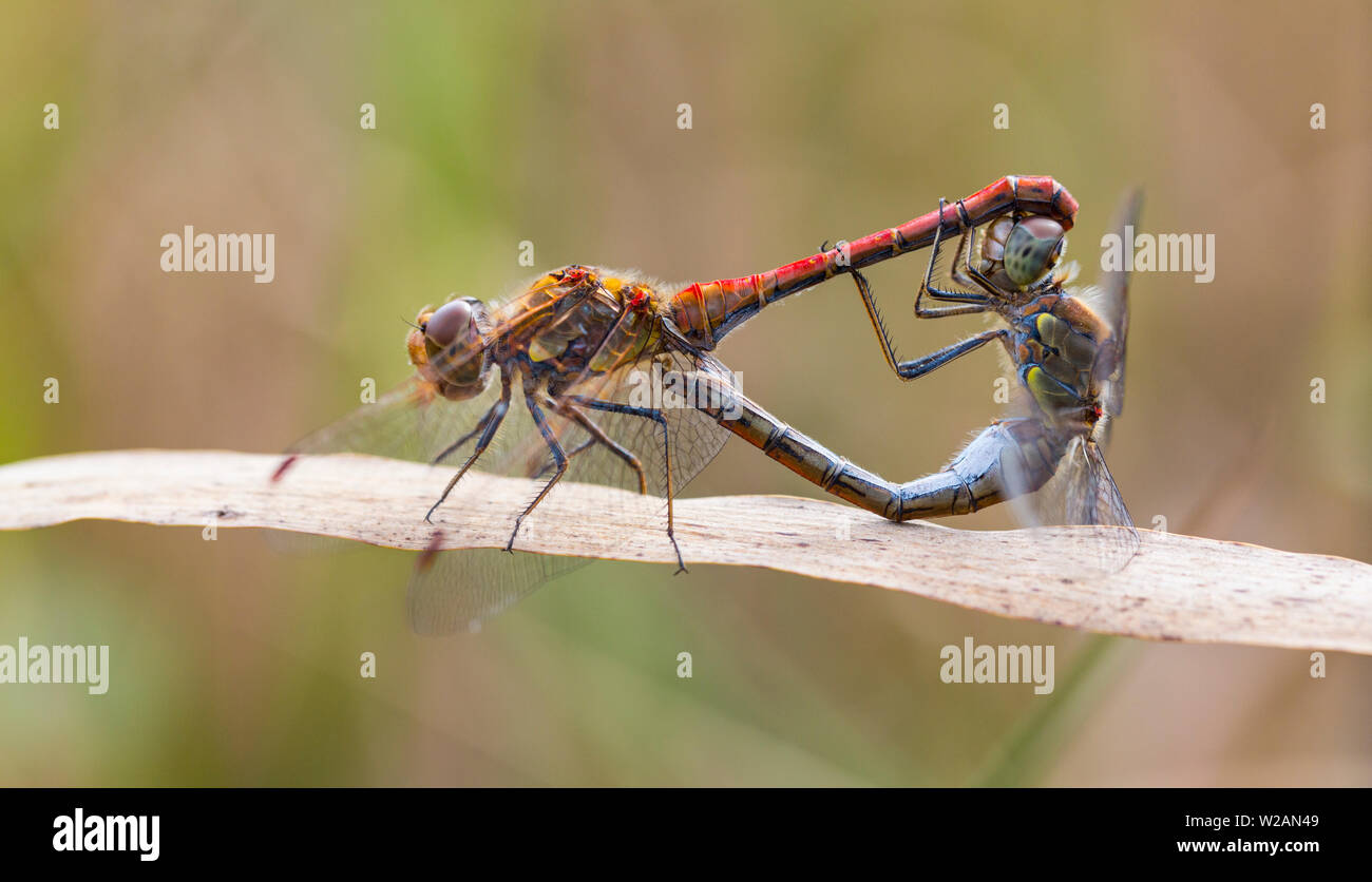 DRAGONFLY Sympetrum striolatum, Spain, Europe Stock Photo - Alamy
