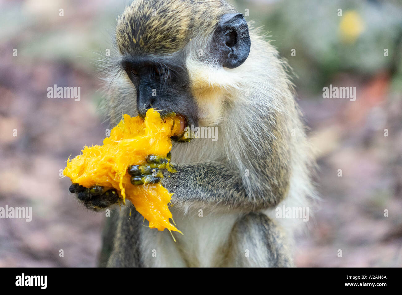 Green Monkey enjoying a mango Stock Photo - Alamy