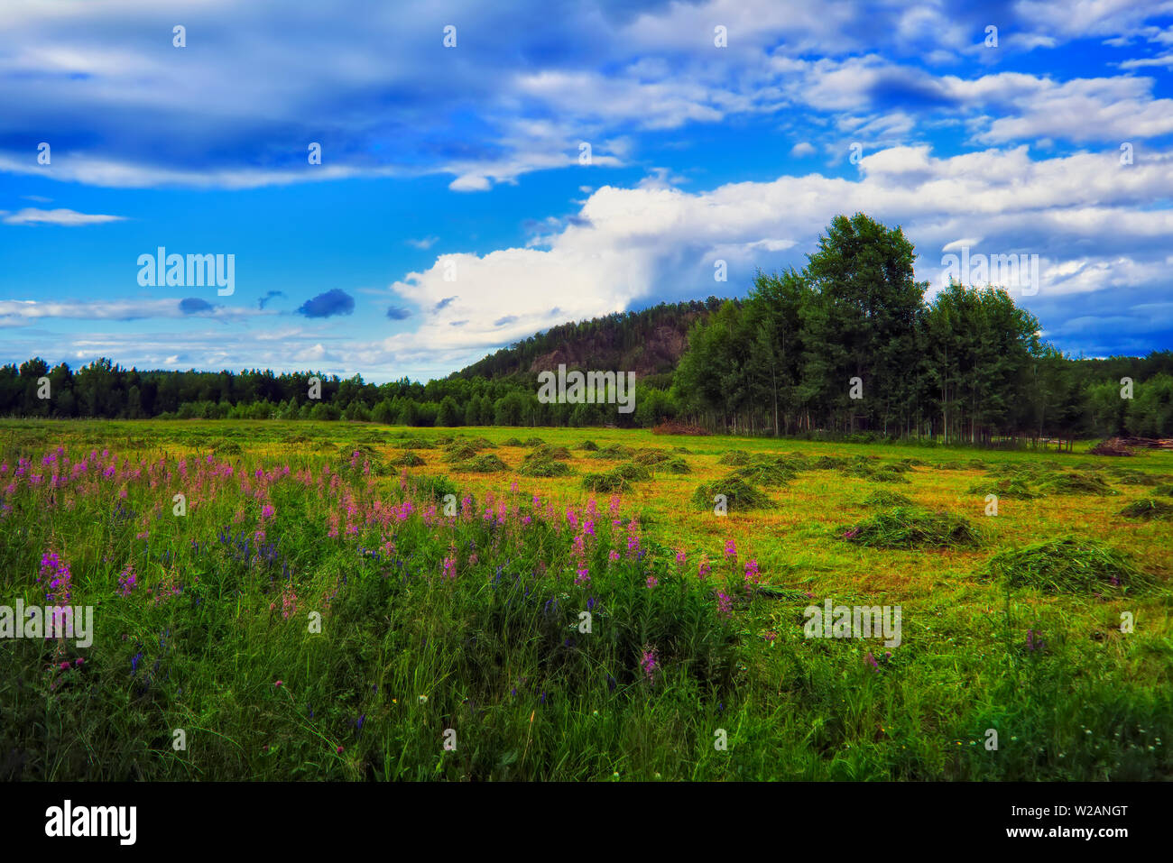 Summer meadow landscape with green grass and wild flowers on the ...