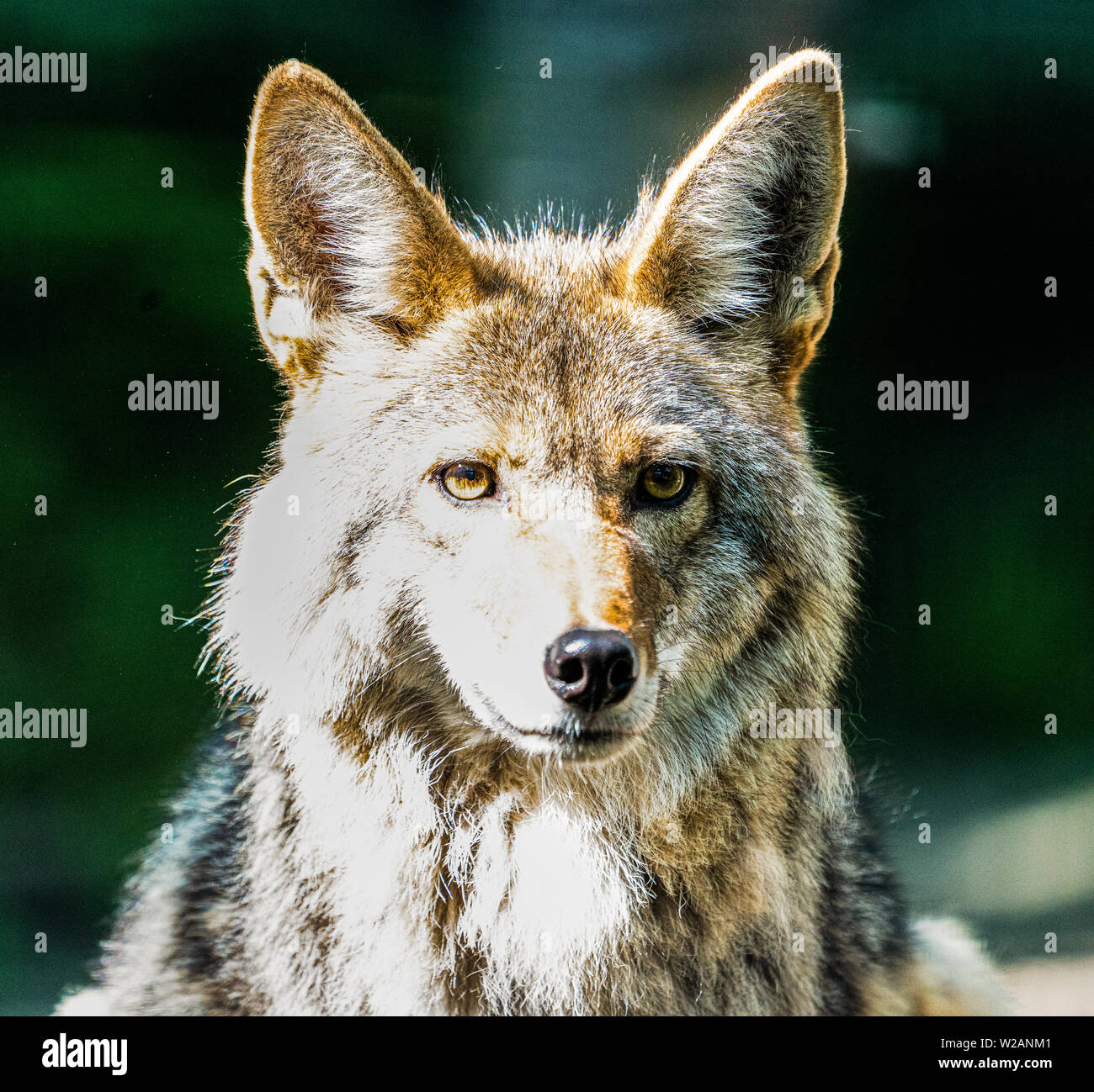 Coyote alaska wildlife hi-res stock photography and images - Alamy