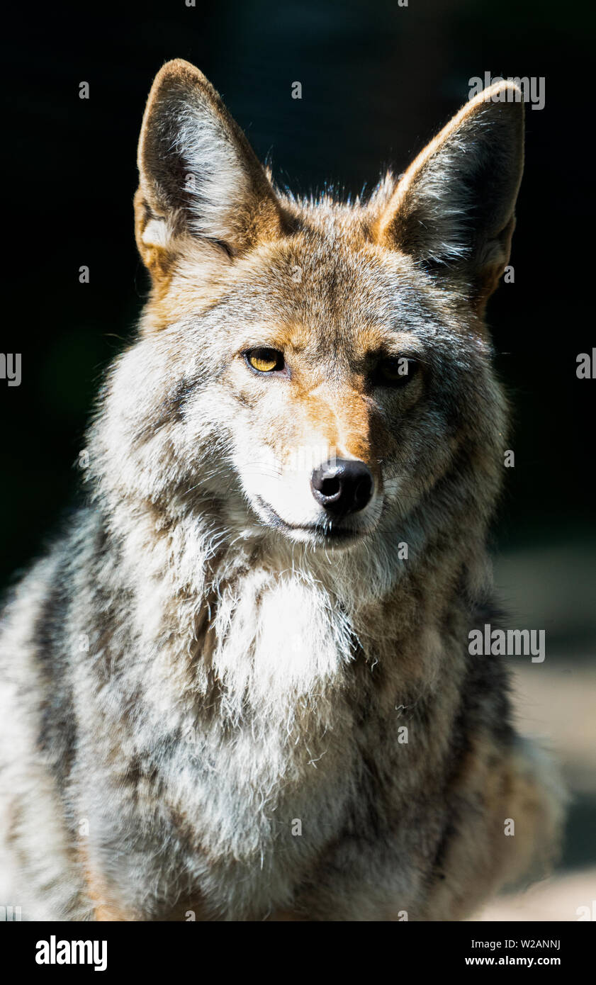 Coyote alaska wildlife hi-res stock photography and images - Alamy