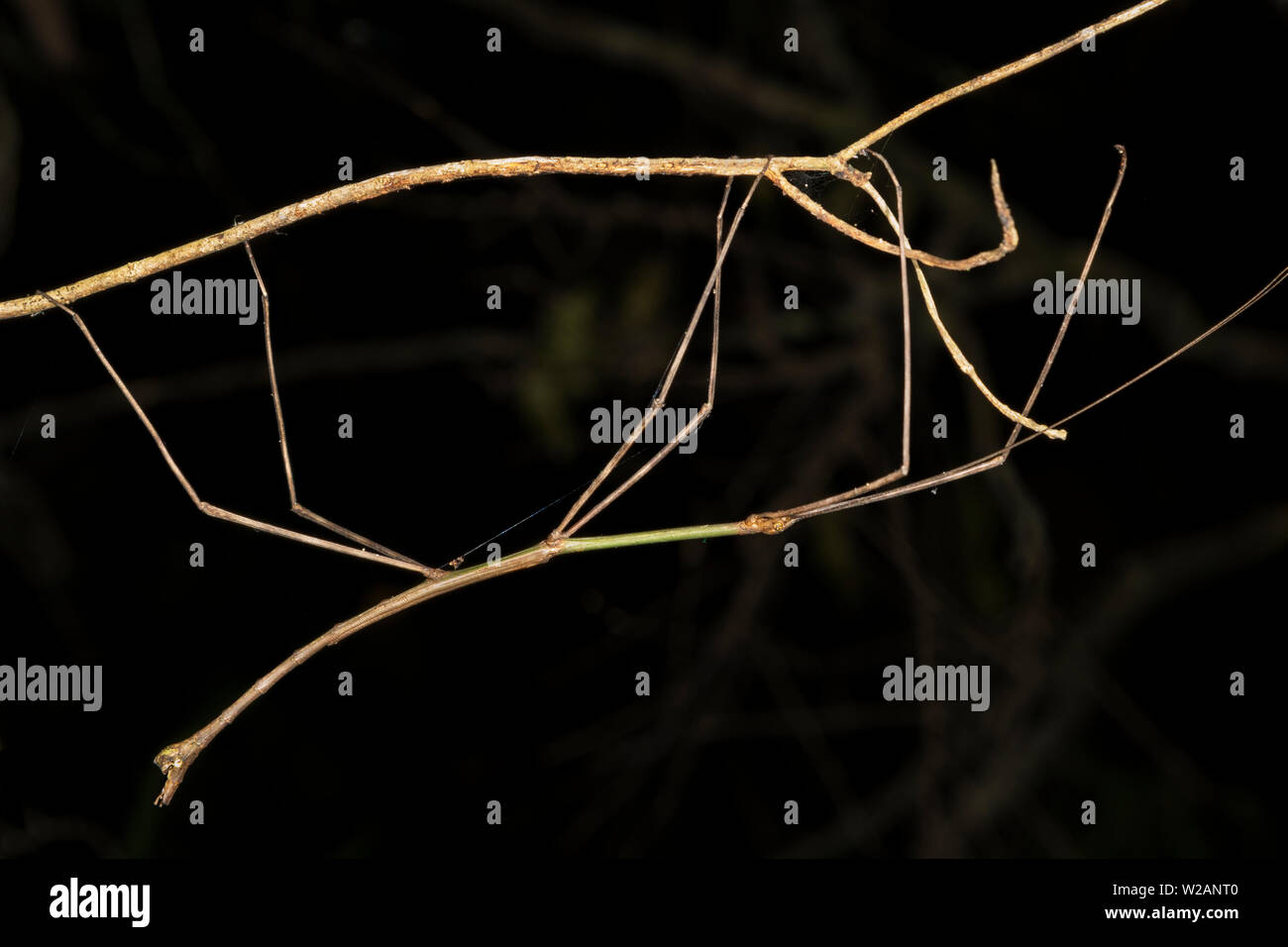 Walking Stick Insect Camouflage High Resolution Stock Photography and ...