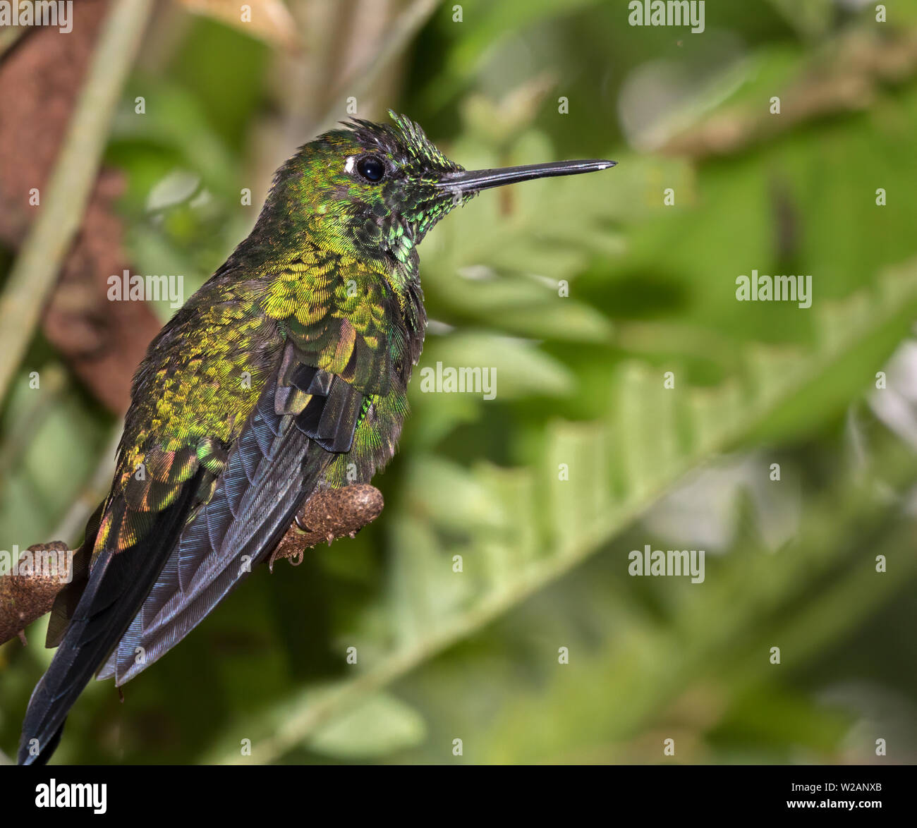 Hummingbirds Of Costa Rica Stock Photos & Hummingbirds Of Costa Rica ...