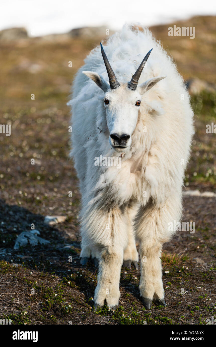 Alaska mountain goat hi-res stock photography and images - Alamy