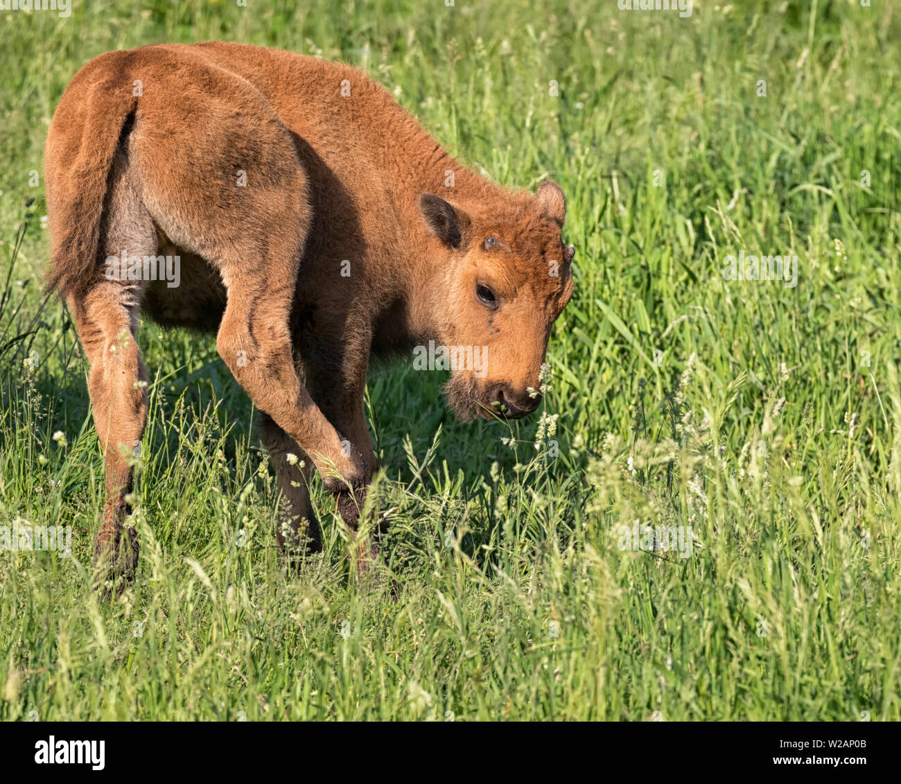 Bison calf on the green meadow, Iowa, USA Stock Photo - Alamy