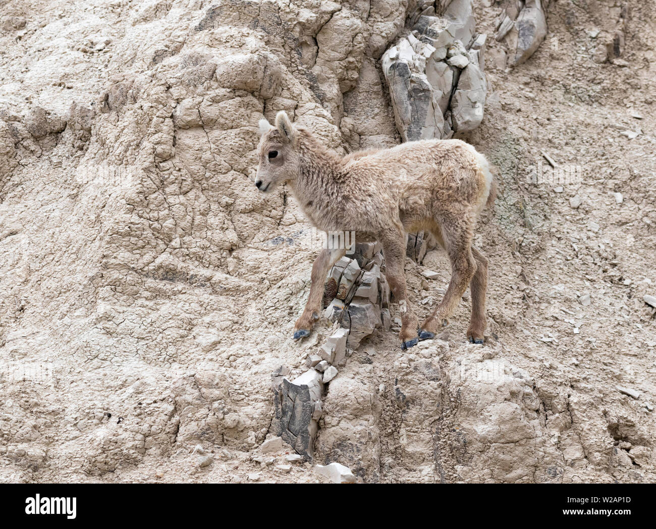 The young bighorn sheep (Ovis canadensis) jumping at the cliff of ...