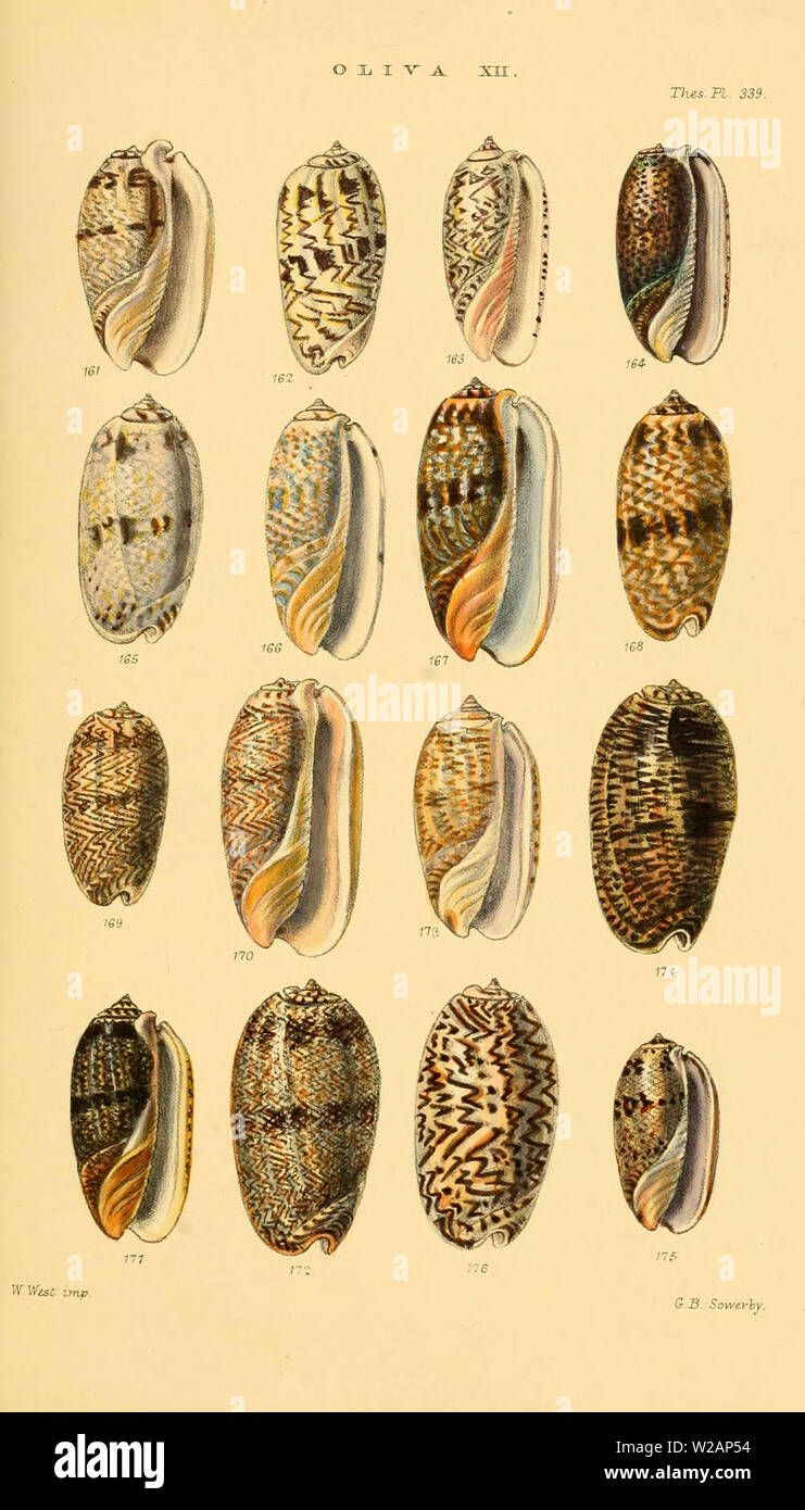 Beautiful vintage hand drawn illustrations of shells and conchs from ...