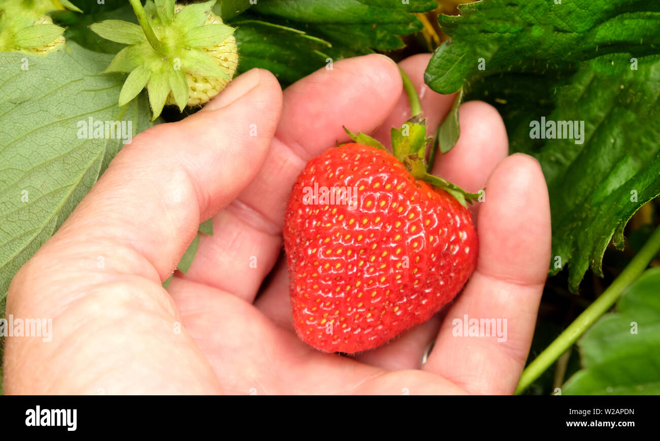 A white caucasian female hand holding a ripe red strawberry in her ...