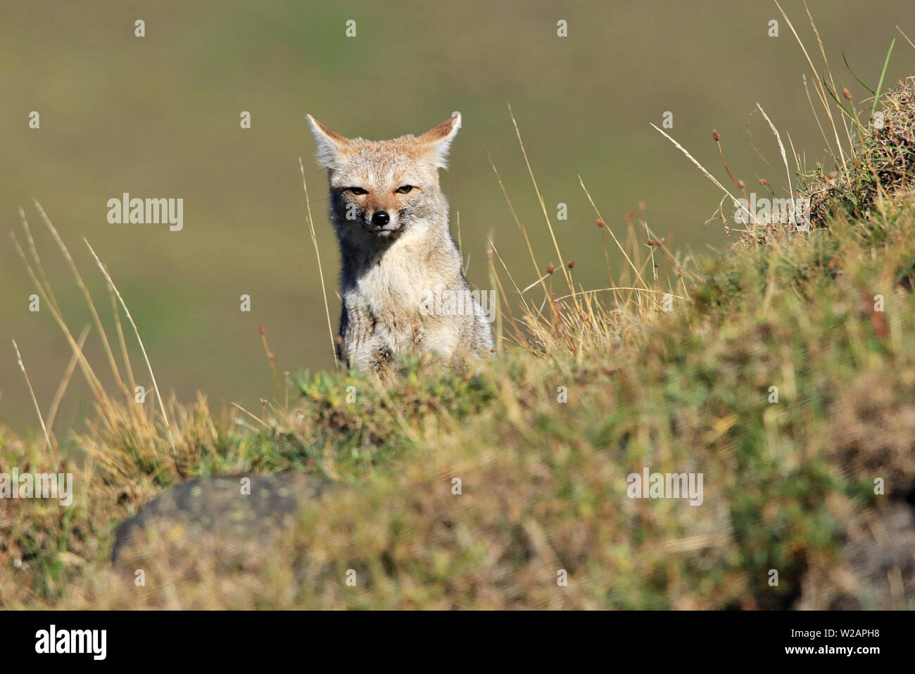 South American Gray Fox (Lycalopex griseus), or Chilla, sitting in the ...