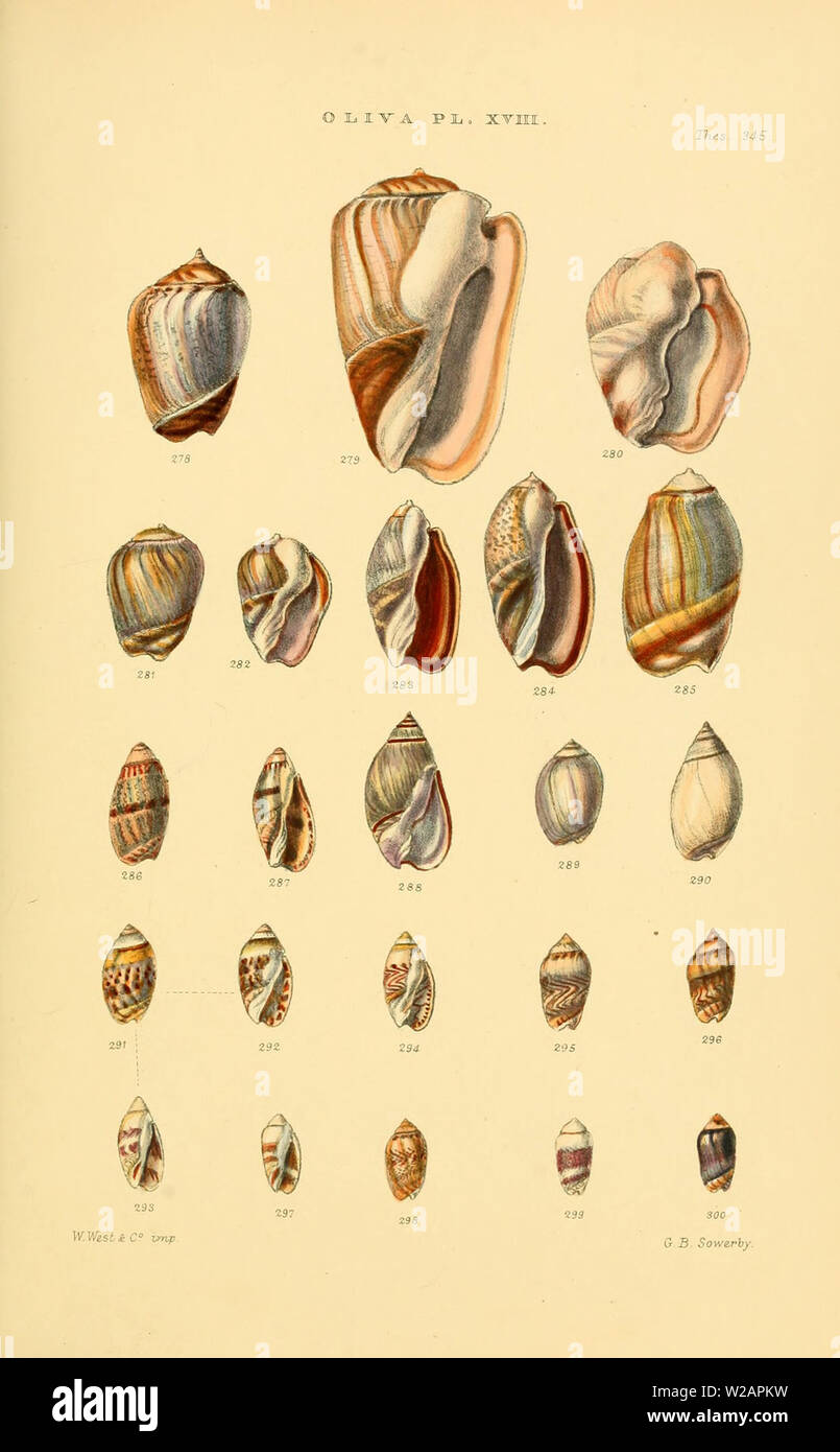 Beautiful vintage hand drawn illustrations of shells and conchs from ...