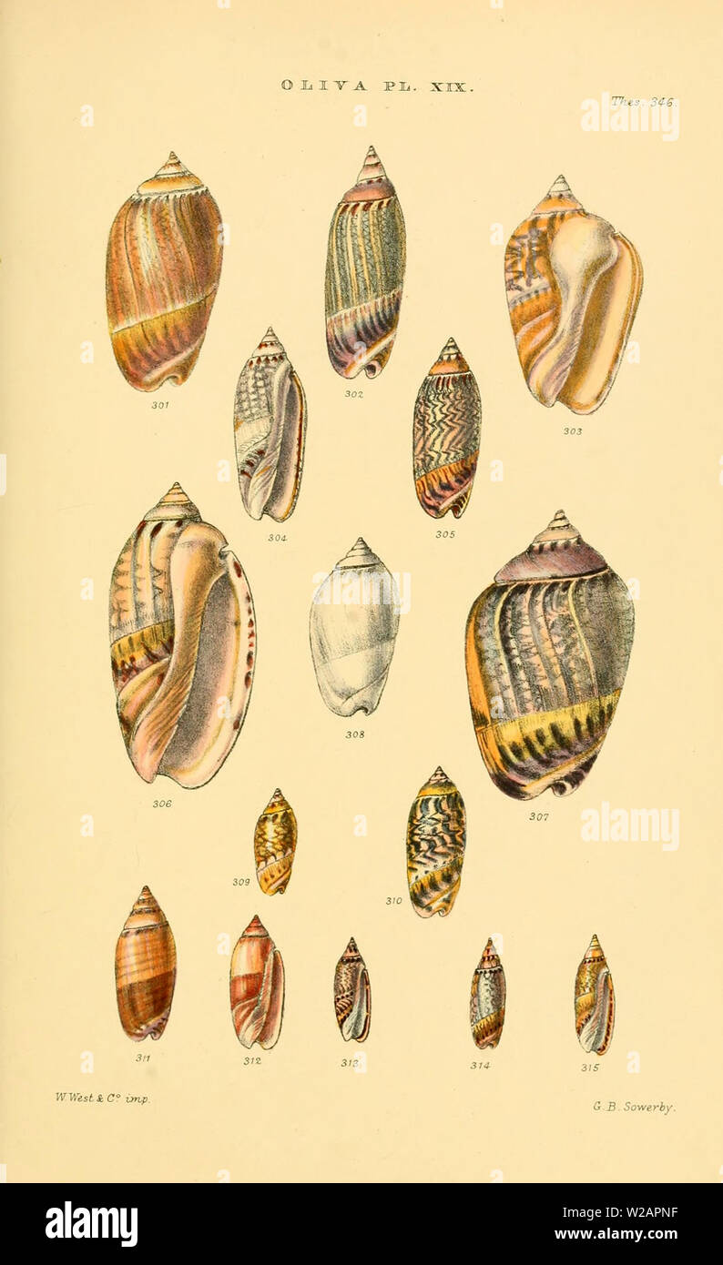 Beautiful vintage hand drawn illustrations of shells and conchs from ...