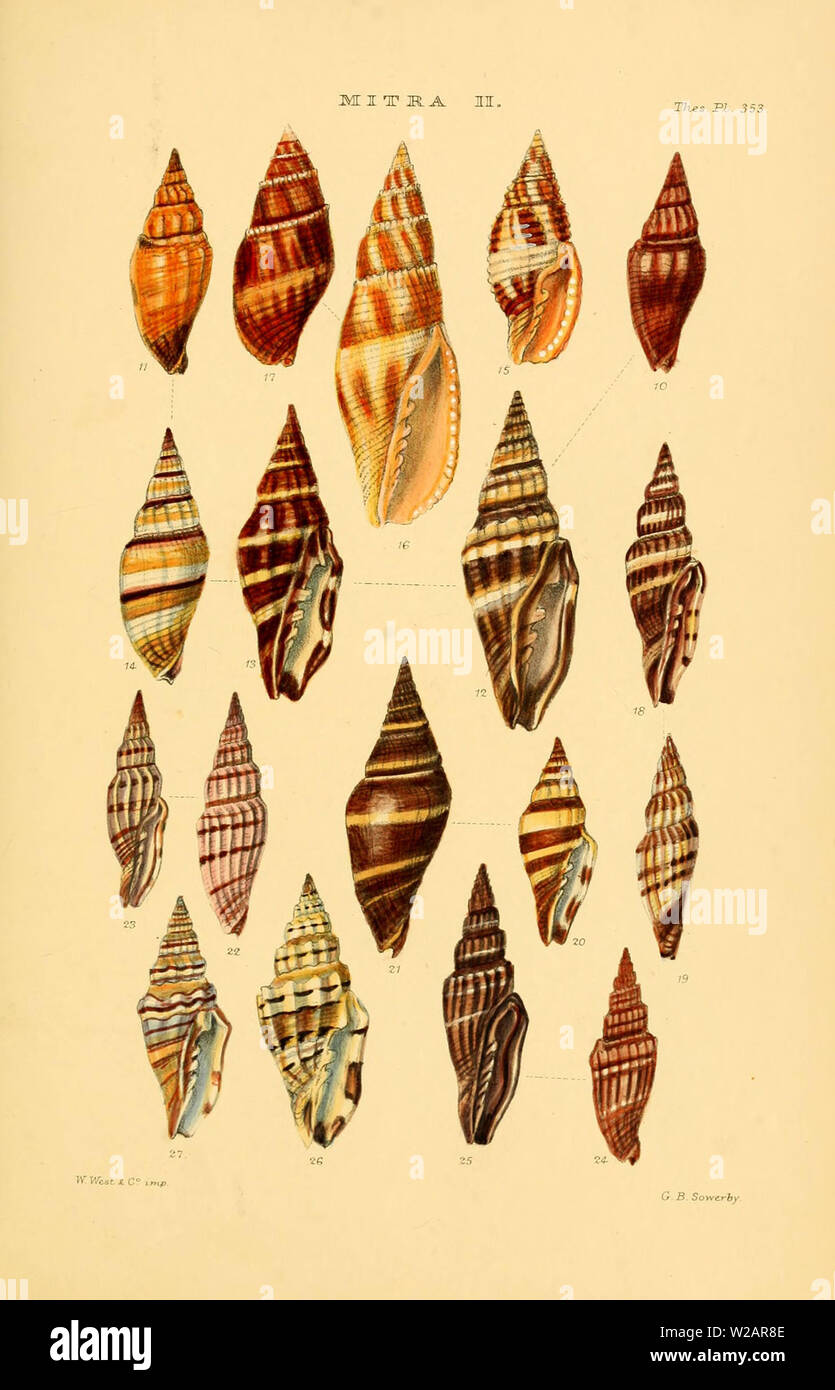 Beautiful vintage hand drawn illustrations of shells and conchs from ...