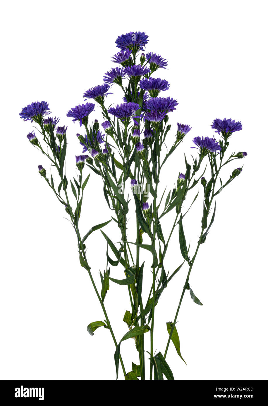 Side view branches of fresh blue flowers, isolated on white background ...