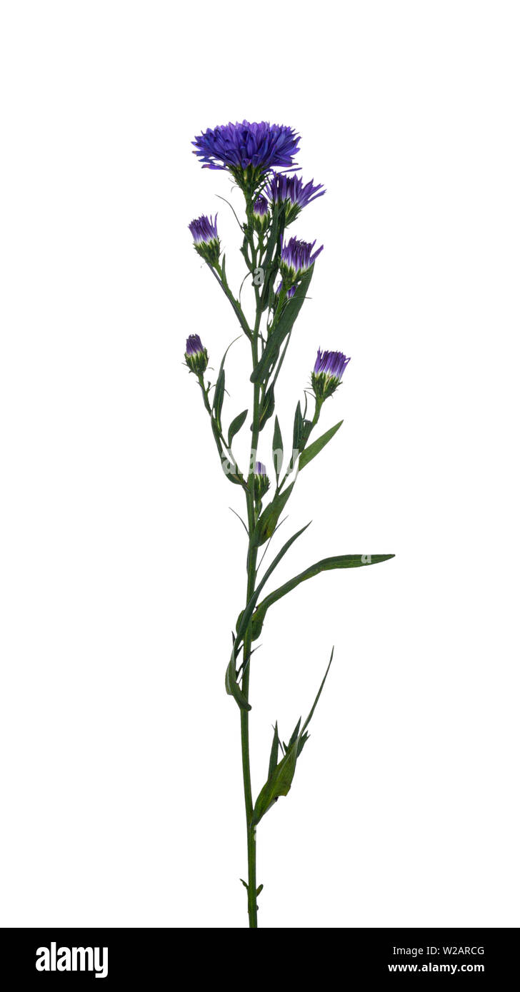 Side view single branche of fresh blue flowers, isolated on white ...