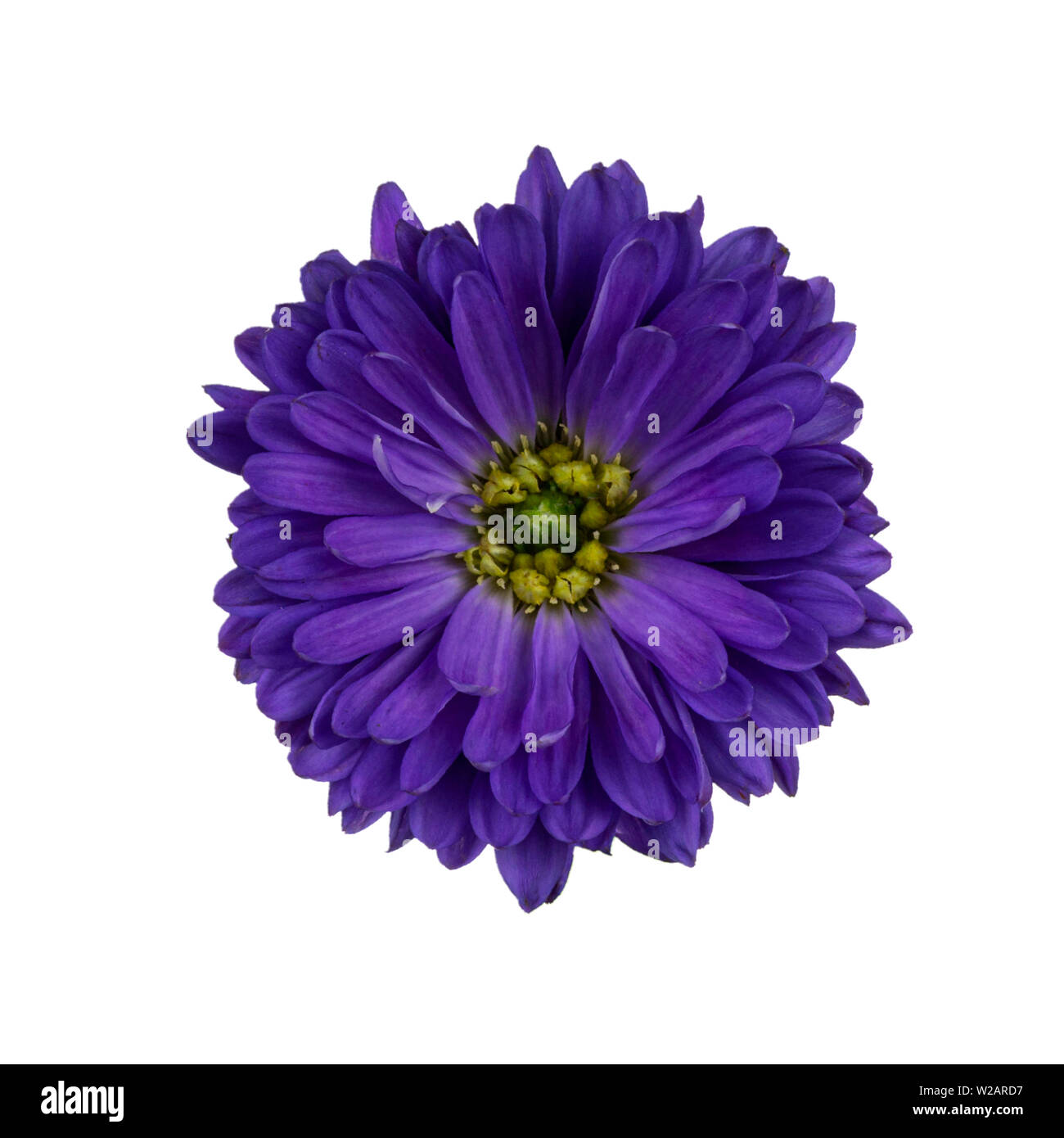 Top view of fresh blue flower, isolated on white background Stock Photo ...