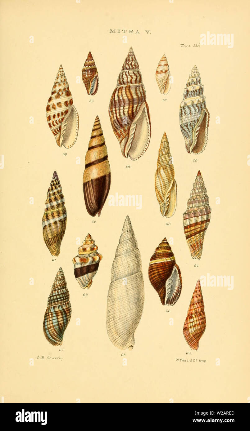 Beautiful vintage hand drawn illustrations of shells and conchs from ...