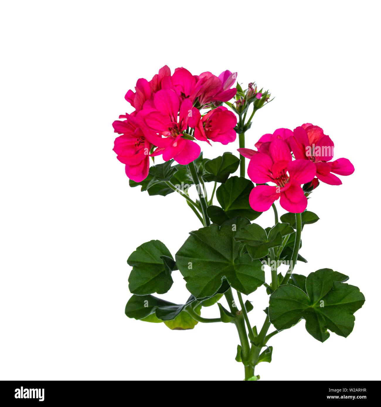 Bright pink blooming branch of Geranium flowers with leafs. Isolated on ...