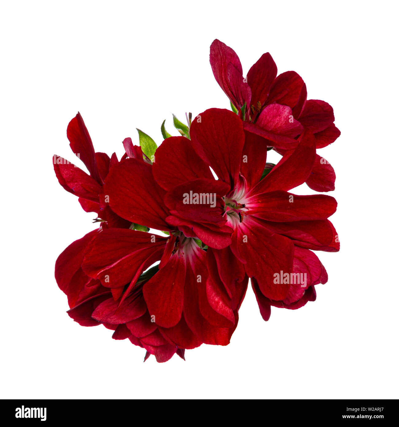 Top view of single blooming branch of red Geranium flowers. Isolated on ...
