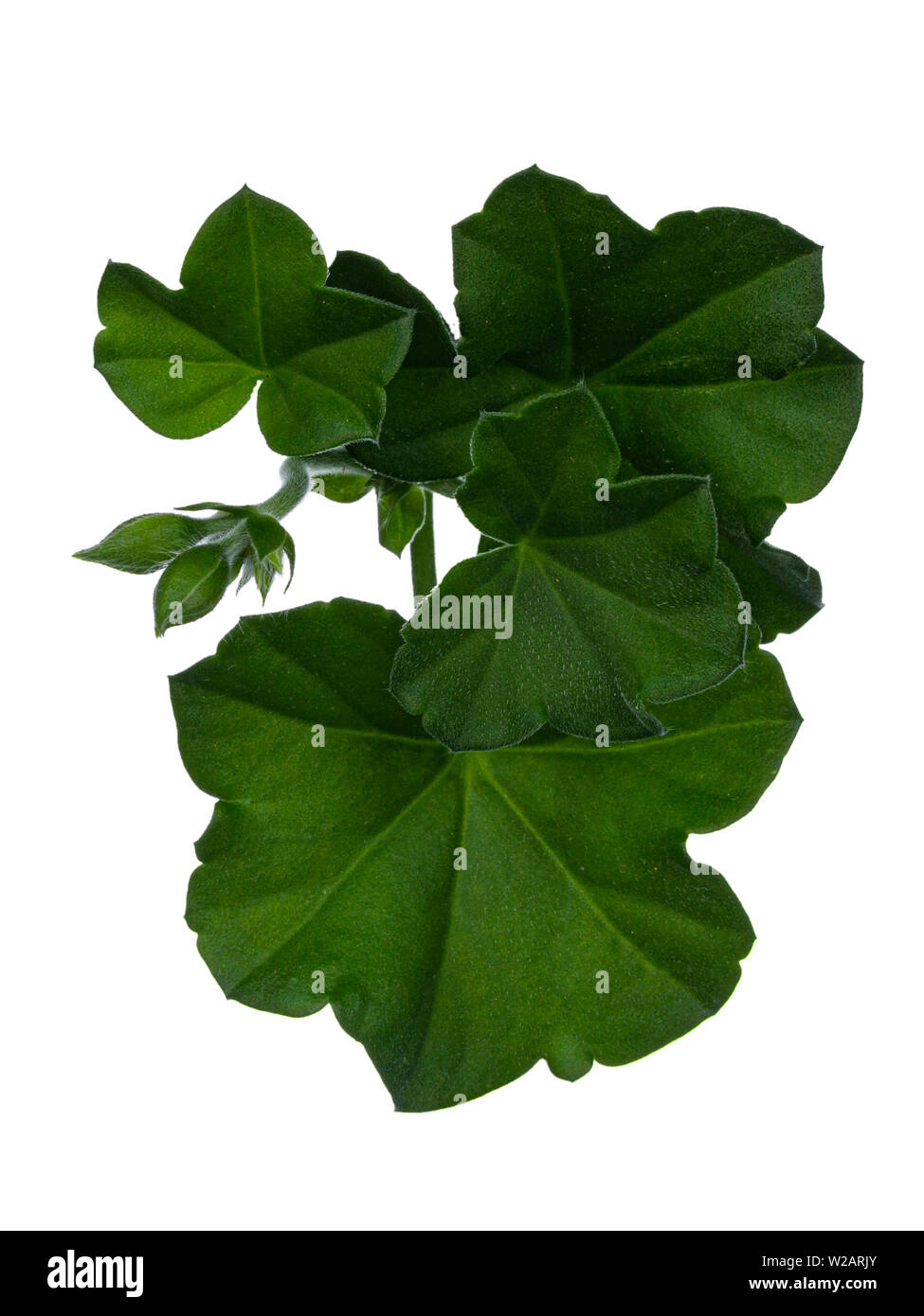 Top view of green fresh Geranium leafs. Isolated on white background ...