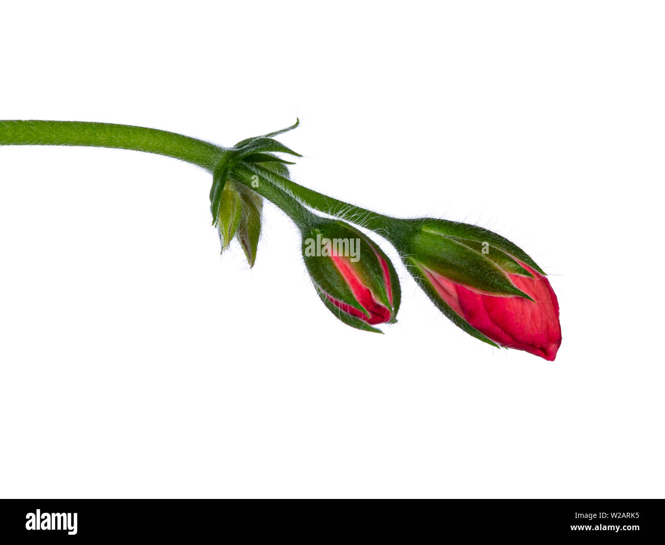 Side view of double Geranium flowers buds. Isolated on white background ...