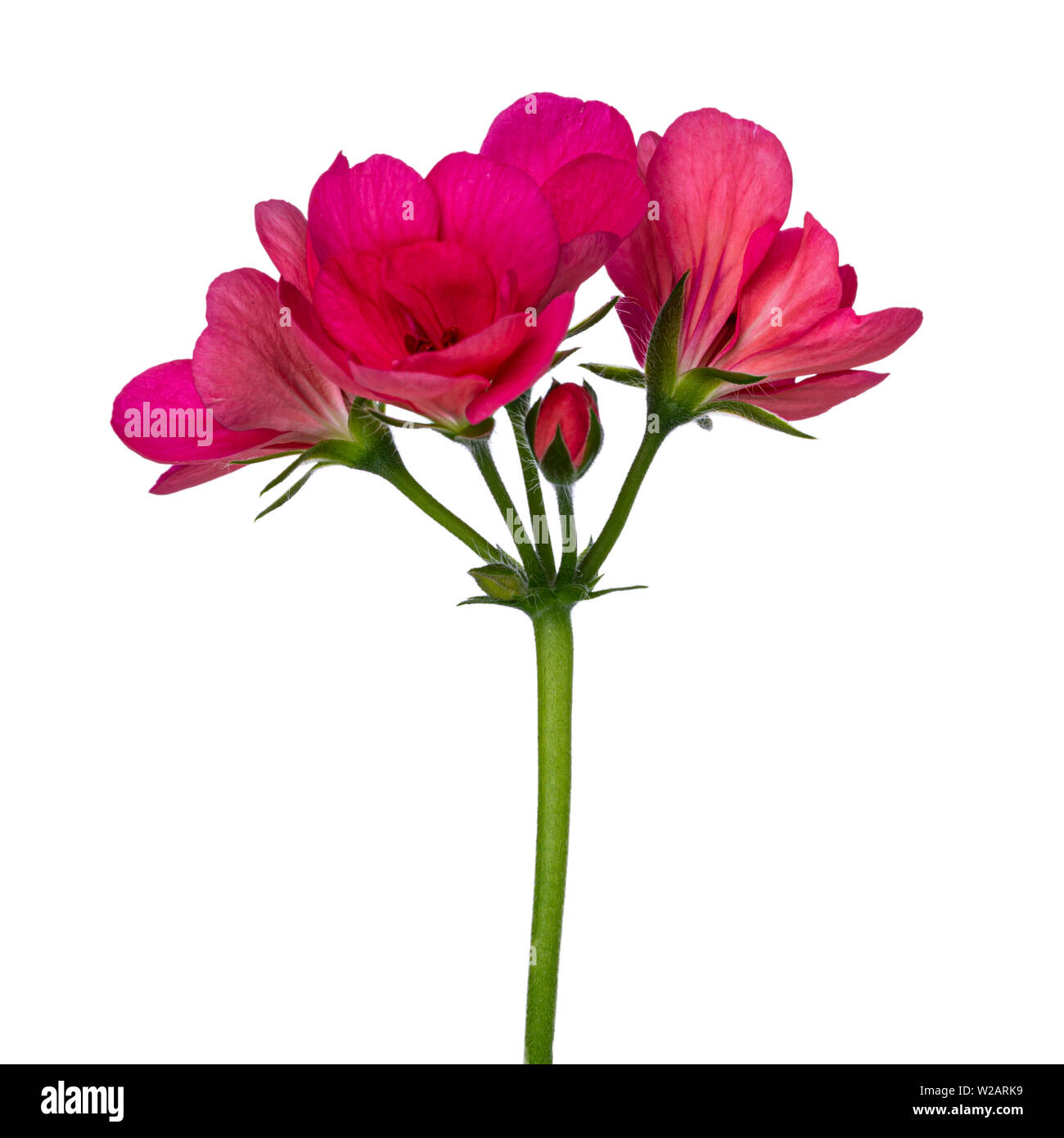 Side view of single blooming branch of pink Geranium flowers. Isolated ...