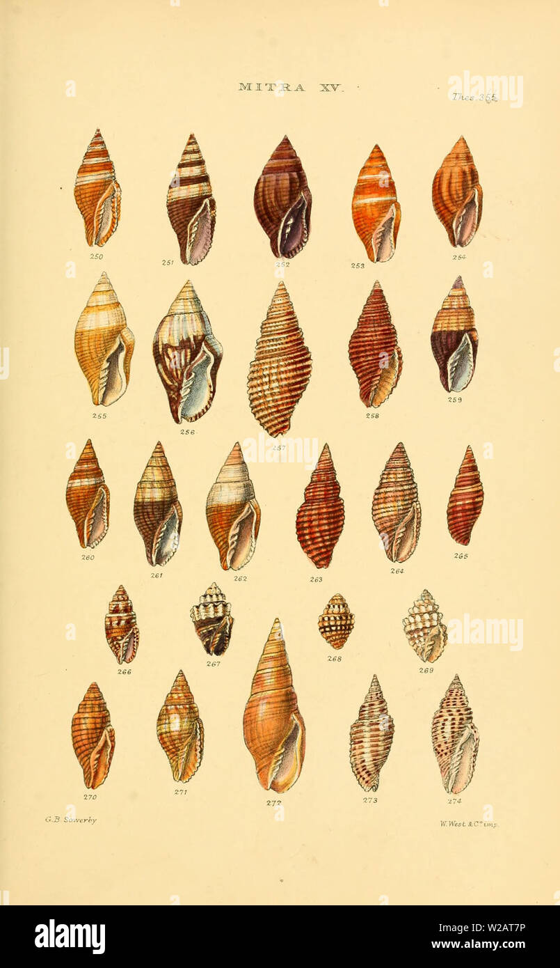 Beautiful vintage hand drawn illustrations of shells and conchs from ...