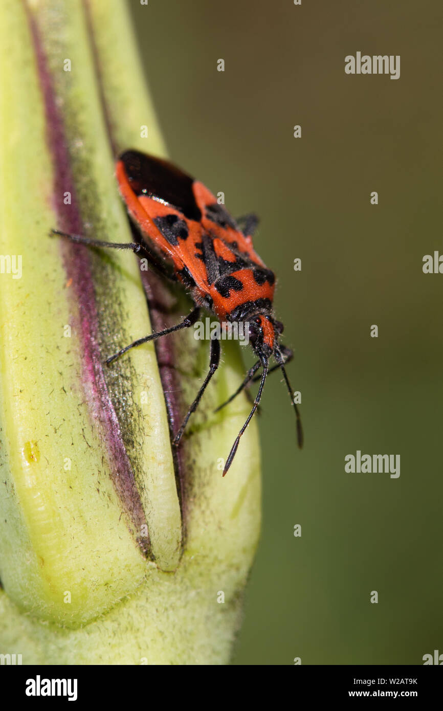 Cinnamon Bug (Corizus hyoscyami) on a closed Goatsbeard (Tragopogon ...