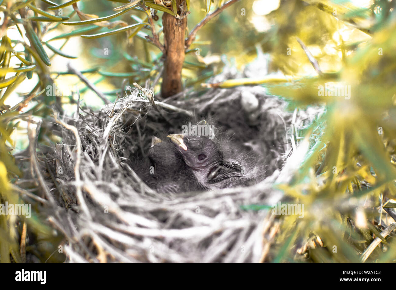 House sparrow chicks hi-res stock photography and images - Alamy