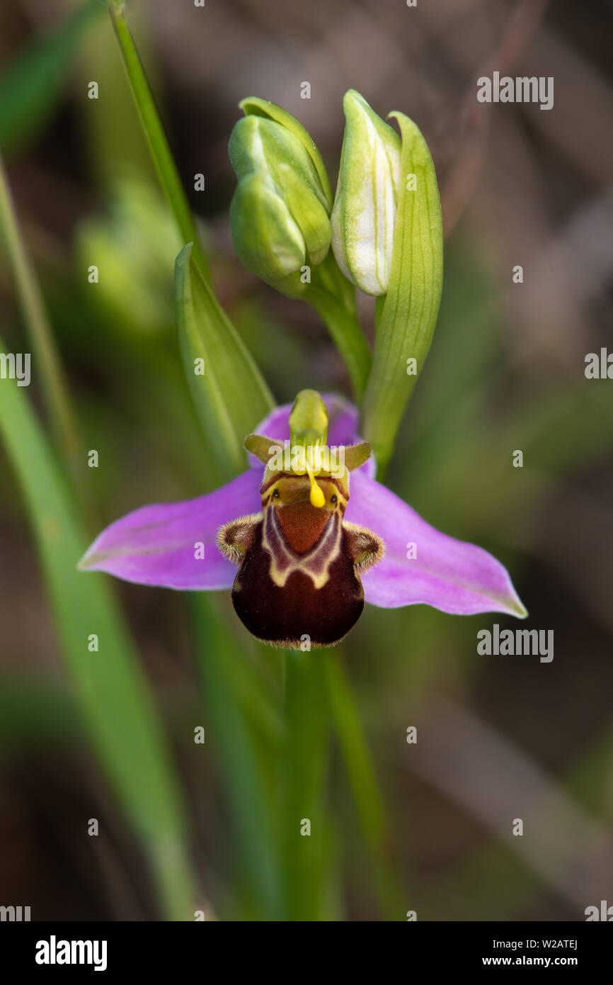 Bee Orchid Ophrys Apifera Wildflower High Resolution Stock Photography ...