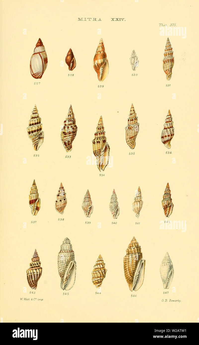 Beautiful vintage hand drawn illustrations of shells and conchs from ...