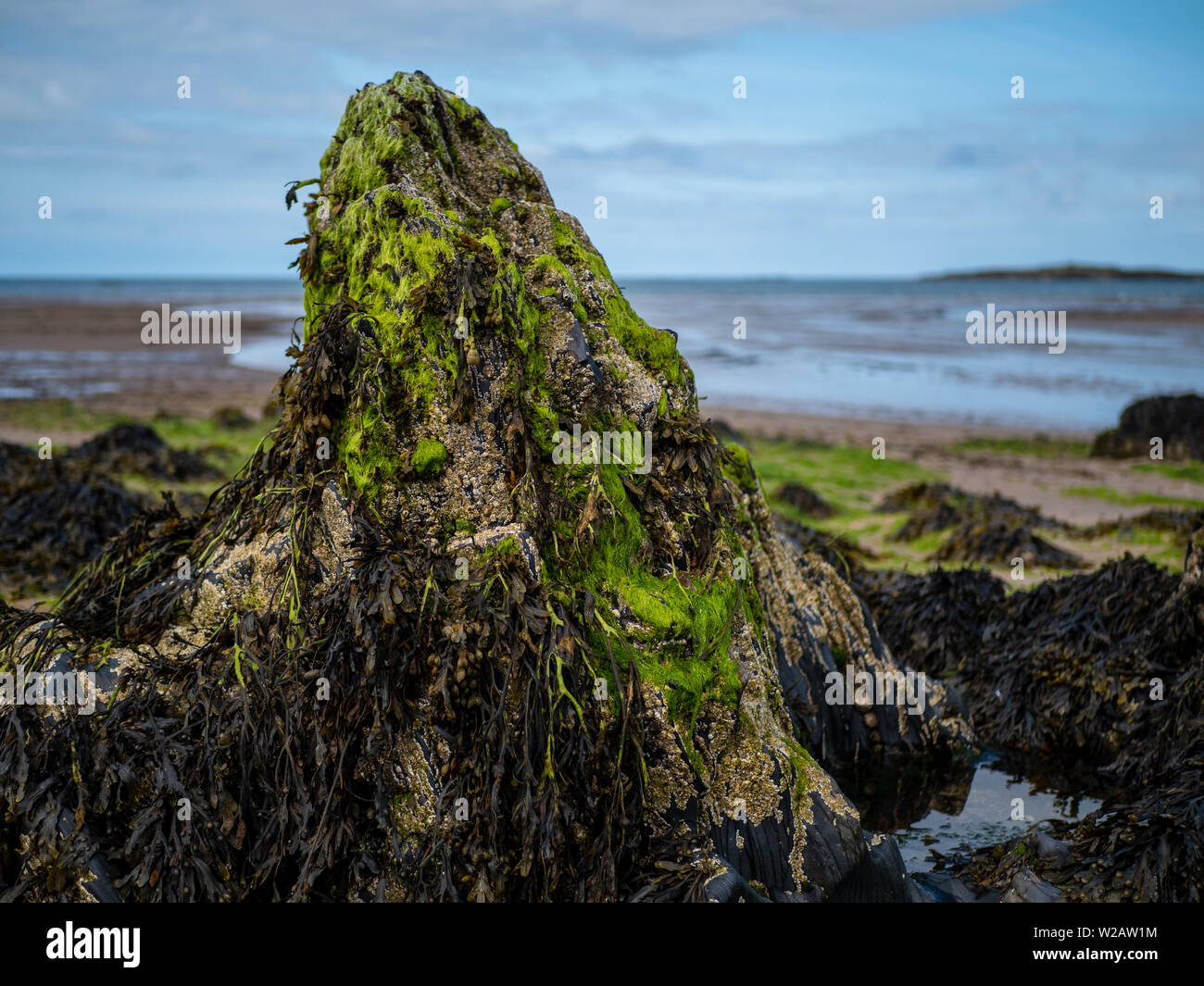 A seaweed covered rock amongst the rock pools of Traeth Cymyran beach ...