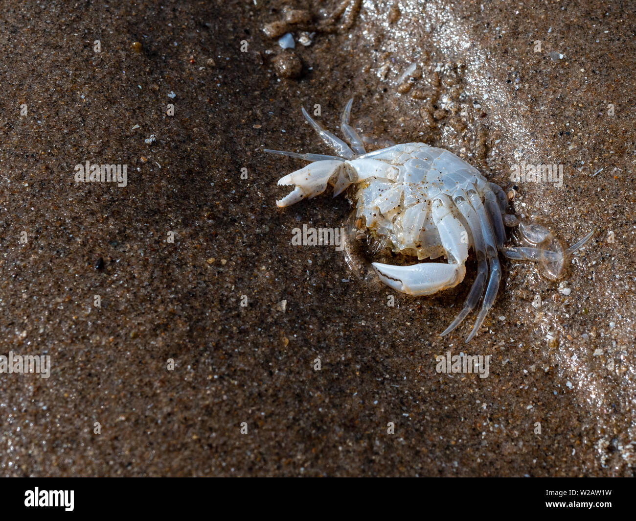 Harbour crab hi-res stock photography and images - Alamy