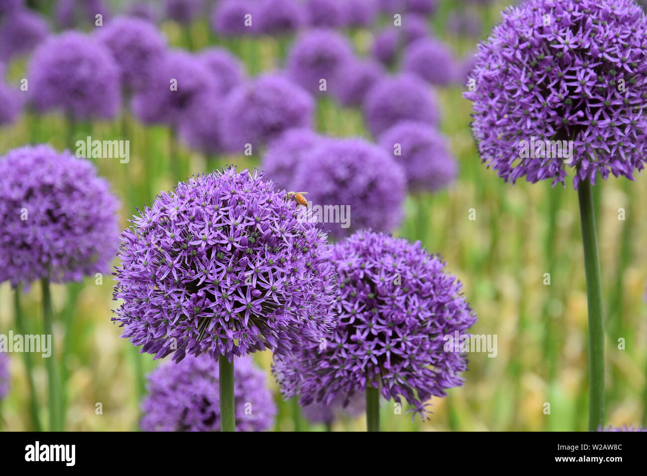 Summer Flowers in New England Stock Photo - Alamy