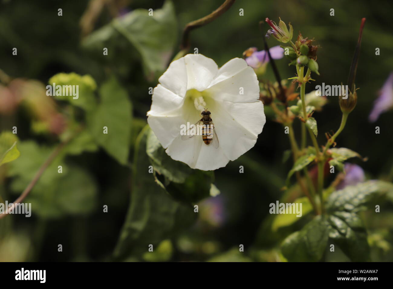 Great bindweed with a little bee Stock Photo - Alamy
